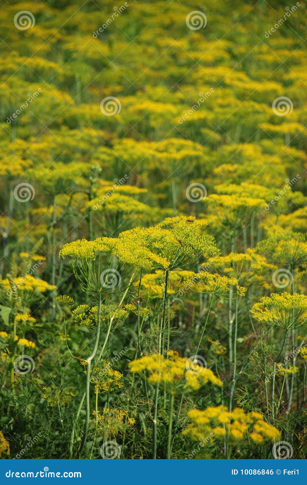 Dill- Anethum graveolens stock photo. Image of flowers - 10086846