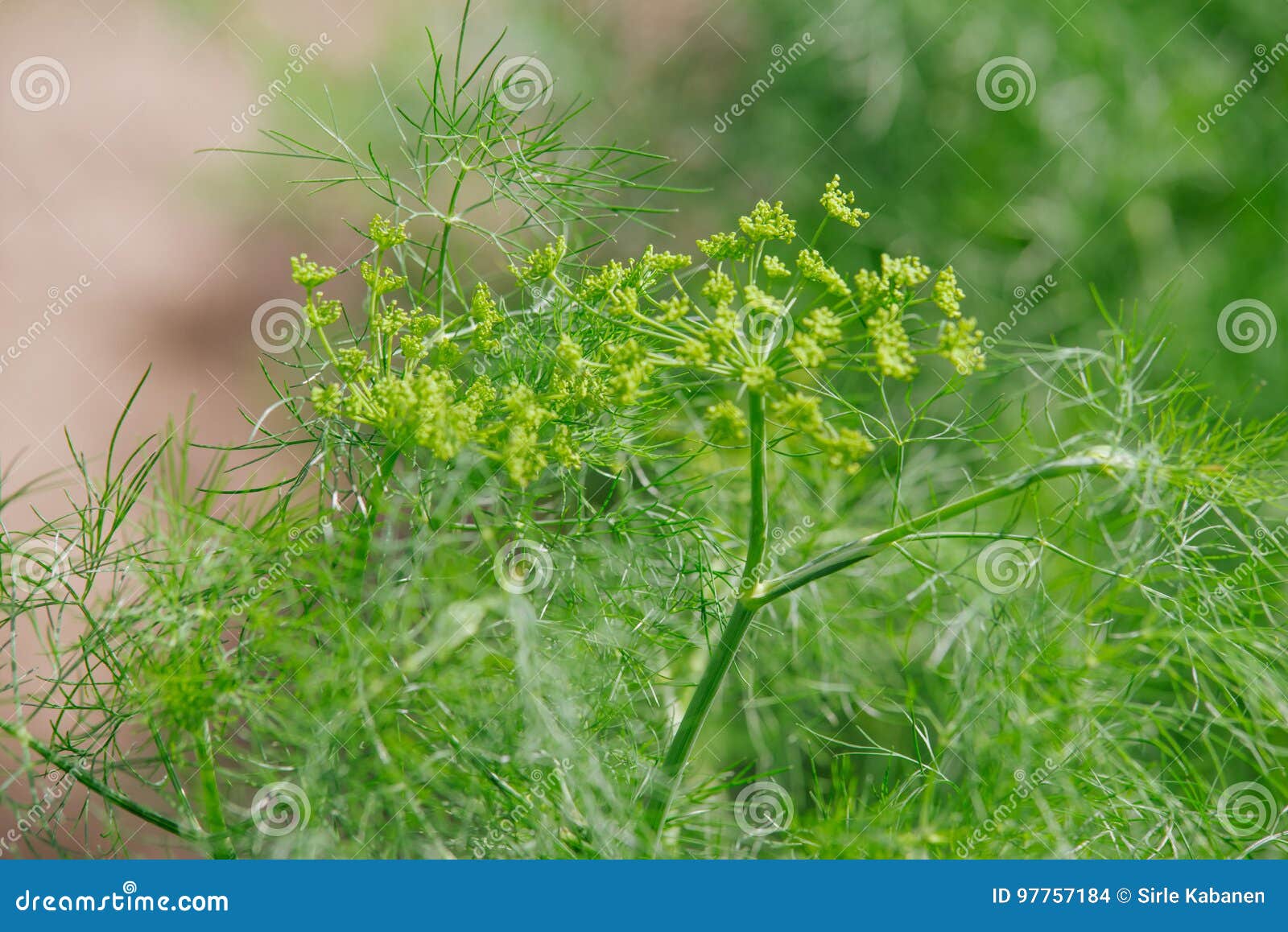 Dill - Anethum graveolens stock photo. Image of herbal - 97757184