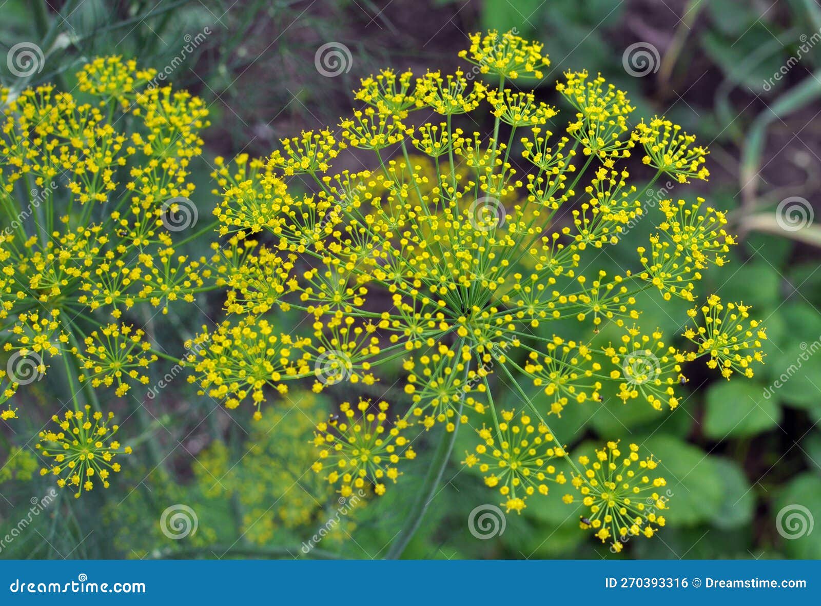 Dill (Anethum Graveolens) Grows in the Garden Stock Photo - Image of ...