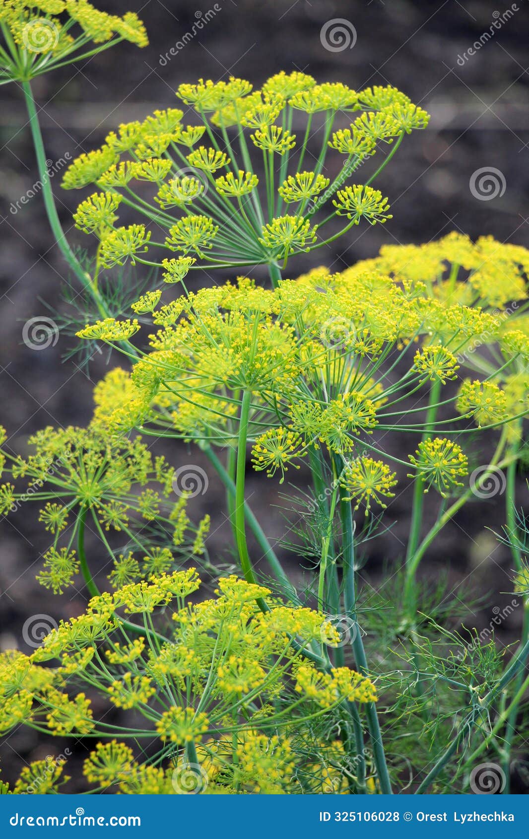 Dill (Anethum Graveolens) Grows in the Garden Stock Photo - Image of ...
