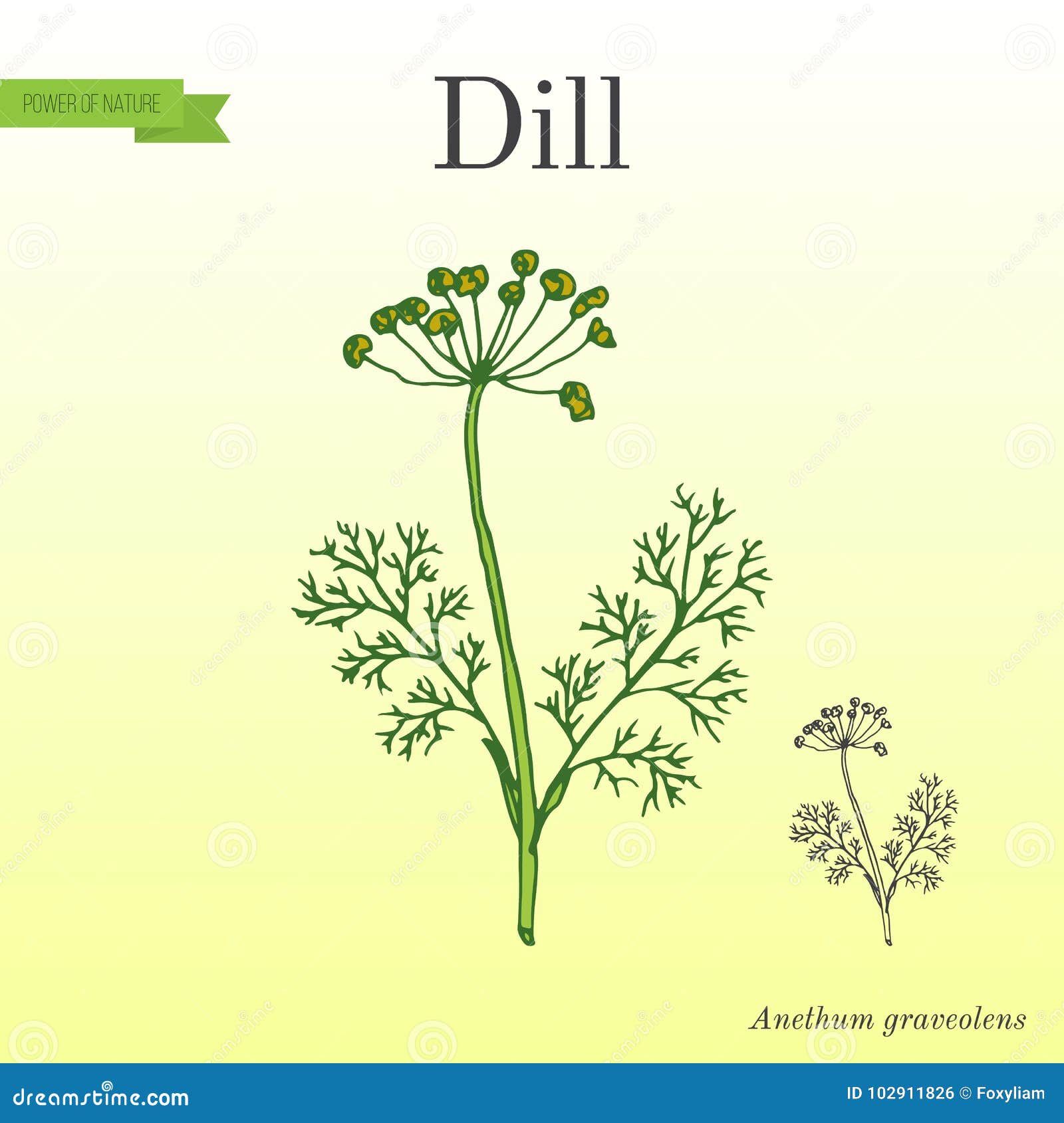Dill, Aromatic Kitchen Herb Stock Vector - Illustration of stem, dill ...
