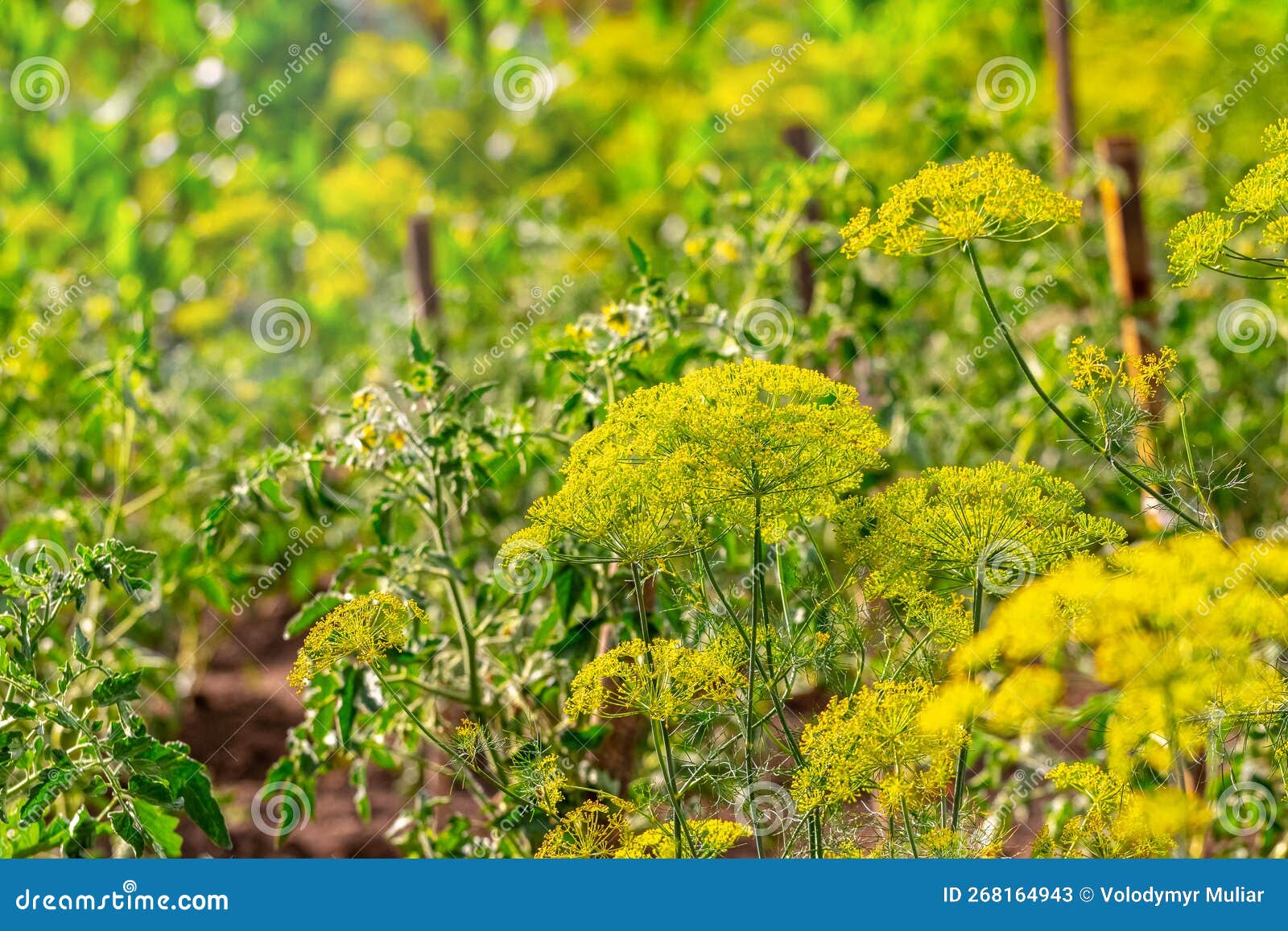 Dill on the Beds. Dill Inflorescence in the Field, Growing Dill Stock ...