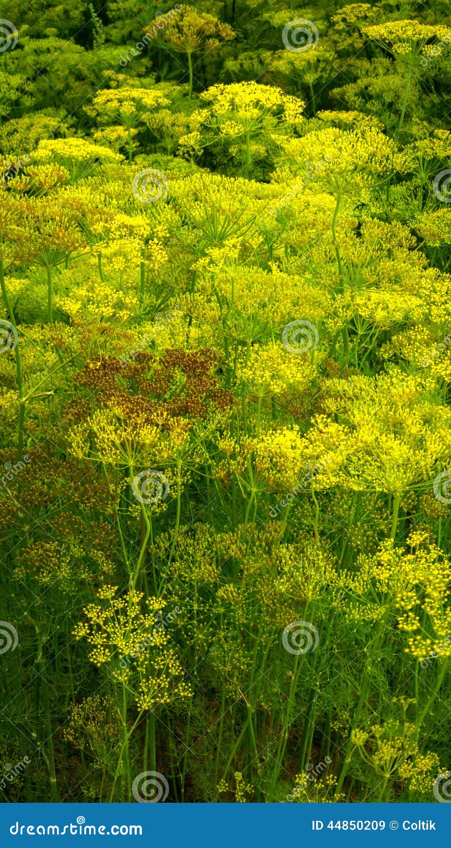 Blooming Dill stock image. Image of plants, buds, seasoning - 44850209