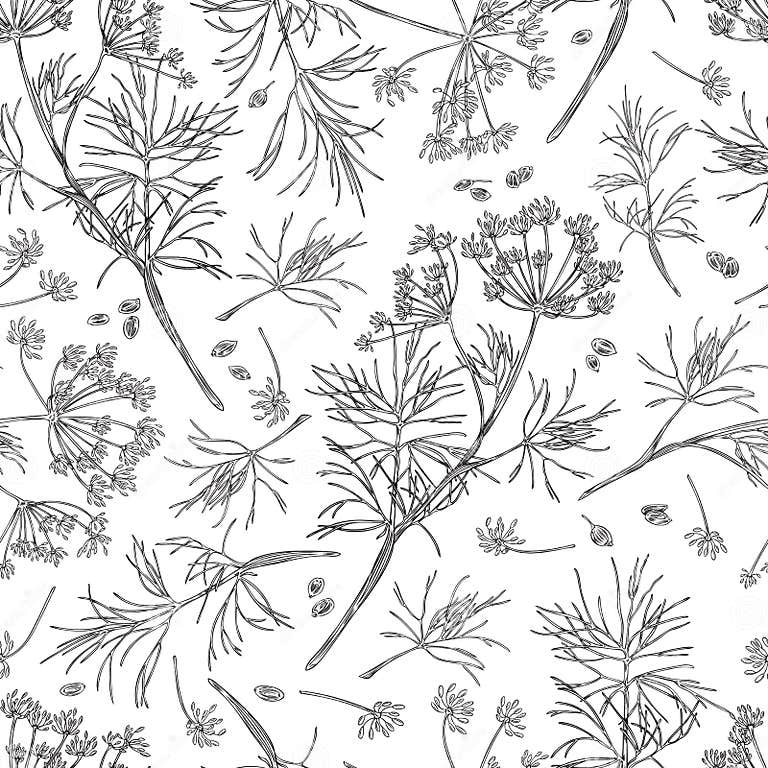 Dill Botanical Seamless Pattern Texture Hand Drawn Sketch Vector ...