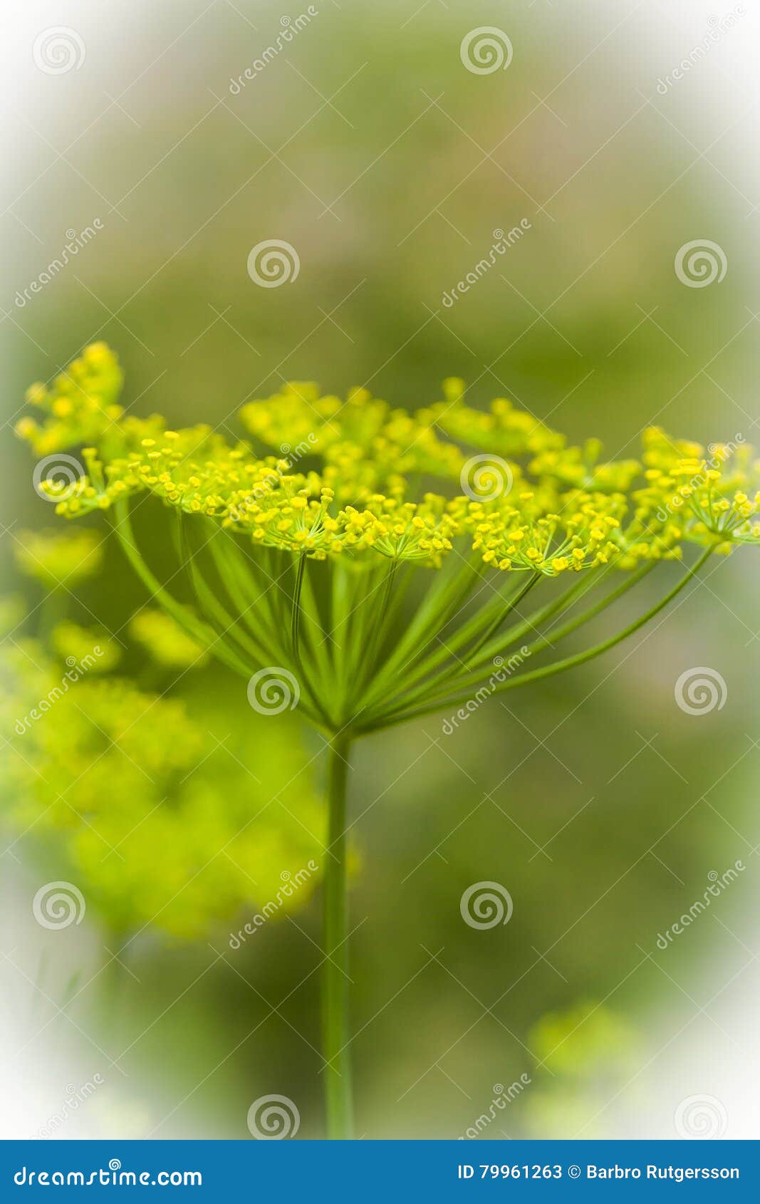 Dill stock image. Image of blossom, bloom, green, flowers - 79961263