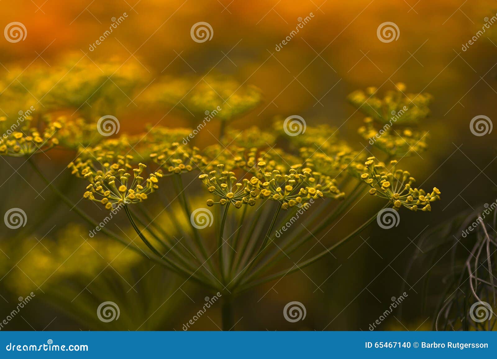 Dill stock photo. Image of blooms, spices, taste, nature - 65467140