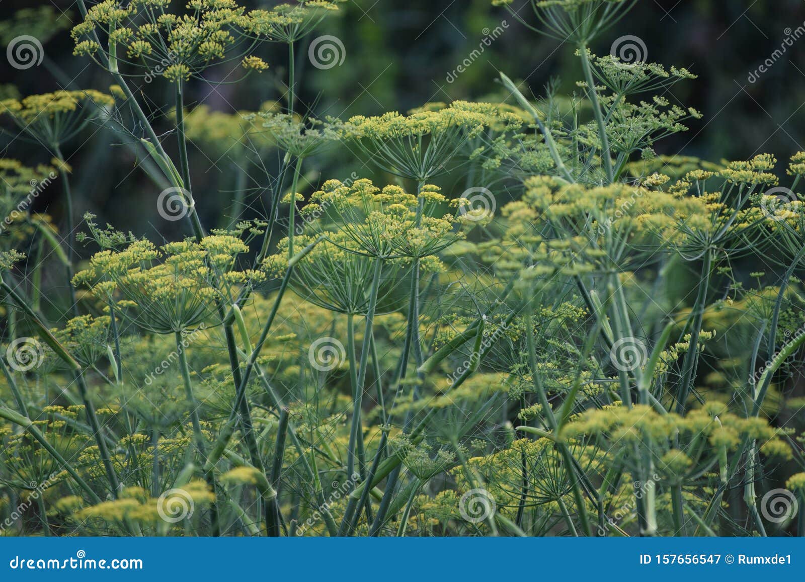 Dillfield Stock Photos - Free & Royalty-Free Stock Photos from Dreamstime