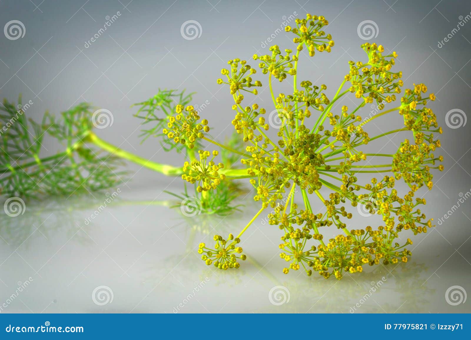 Dill flower stock image. Image of branch, stalk, garden - 77975821