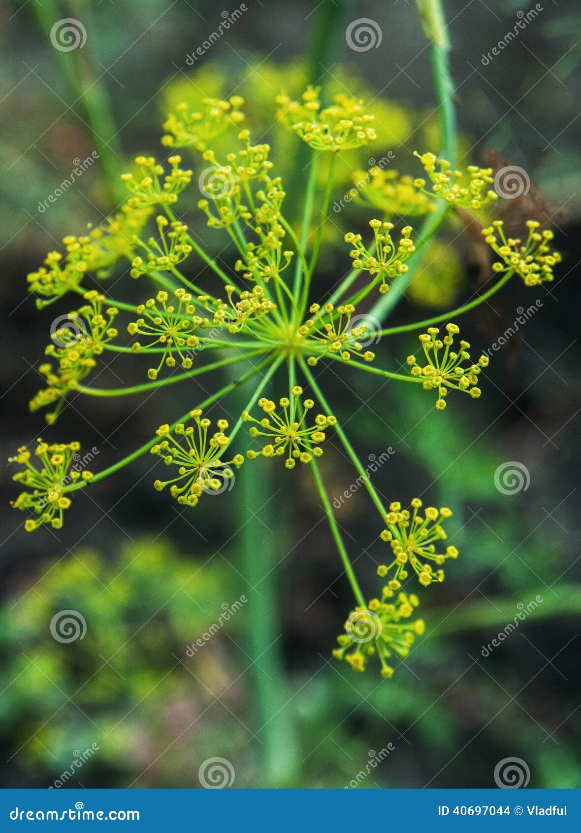 Dill flowers stock photo. Image of fennel, herb, leaf - 40697044