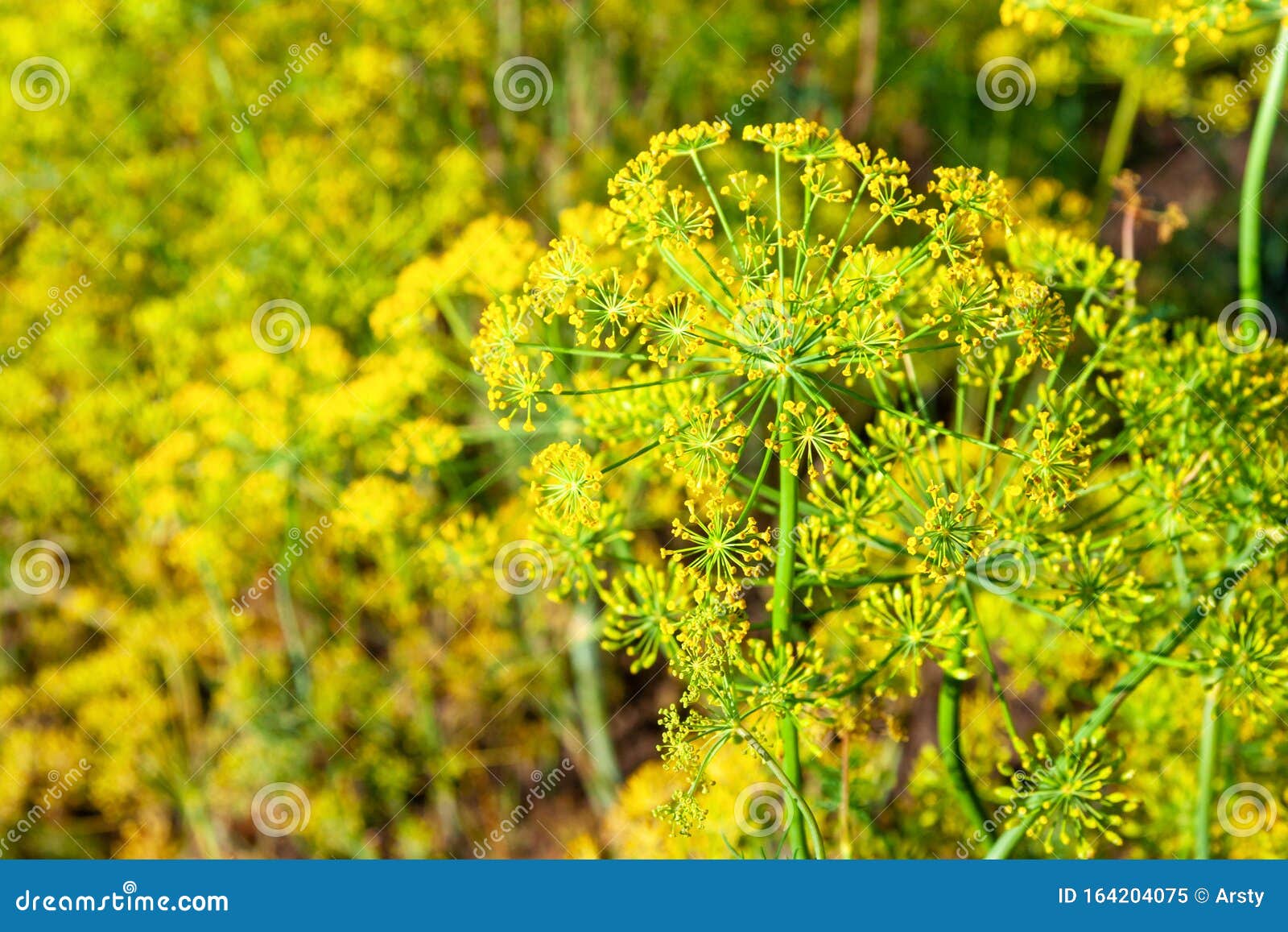 Dill in the garden stock image. Image of healthy, bloom - 164204075