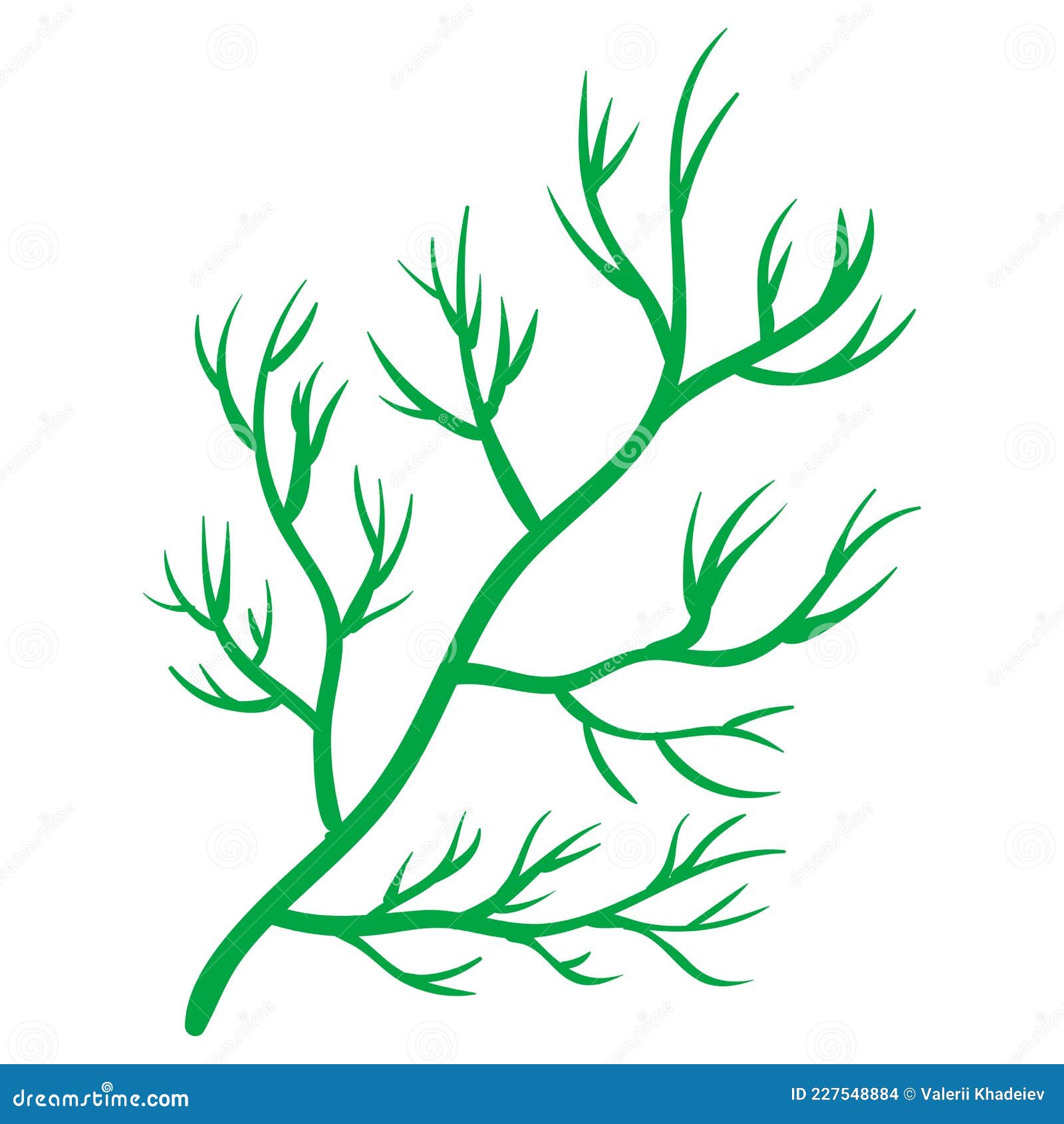 Dill Greenery Natural Healthy Organic Nutrition Product Citrus
