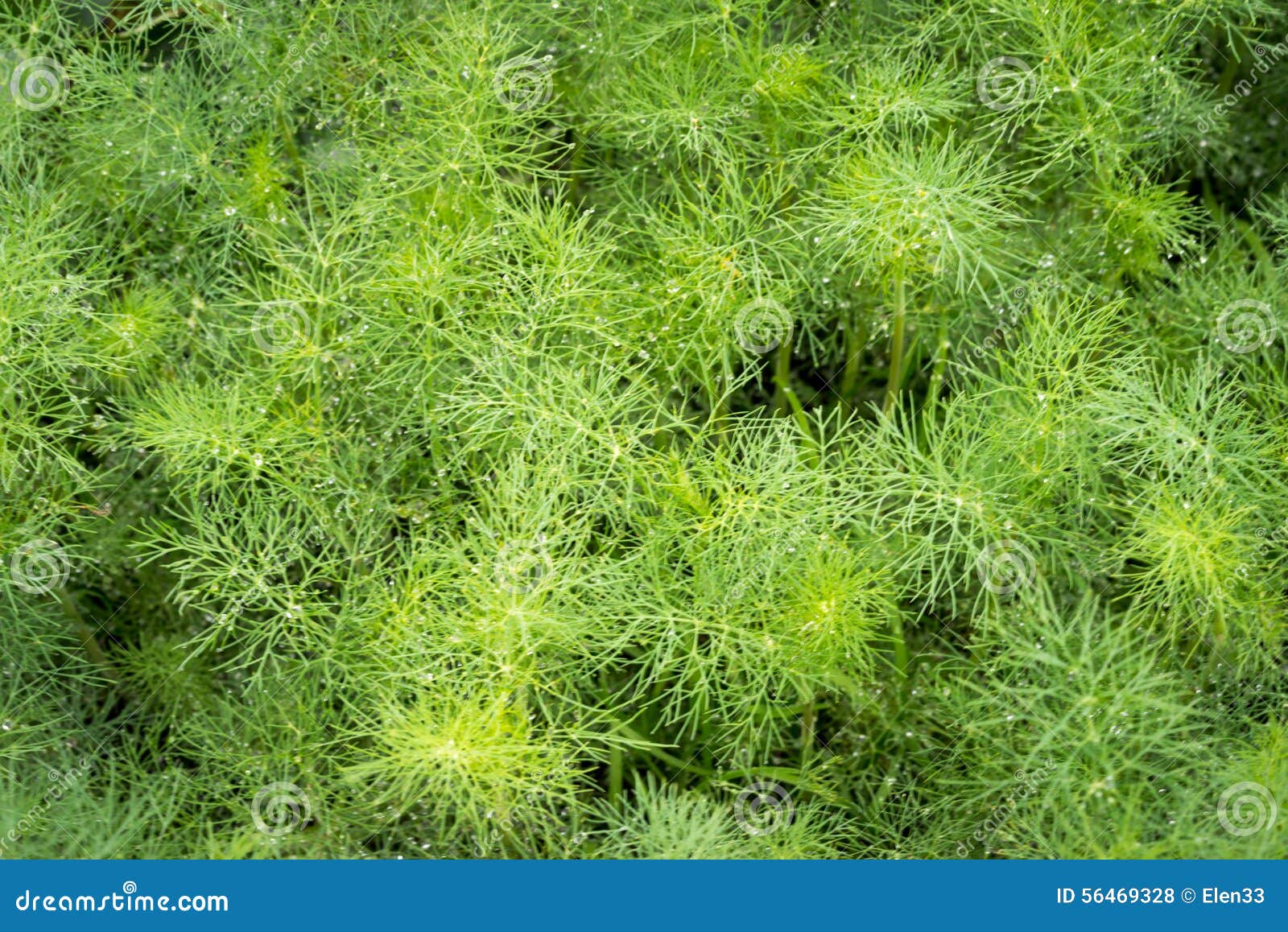 Dill stock photo. Image of healthy, crown, fresh, dill - 56469328