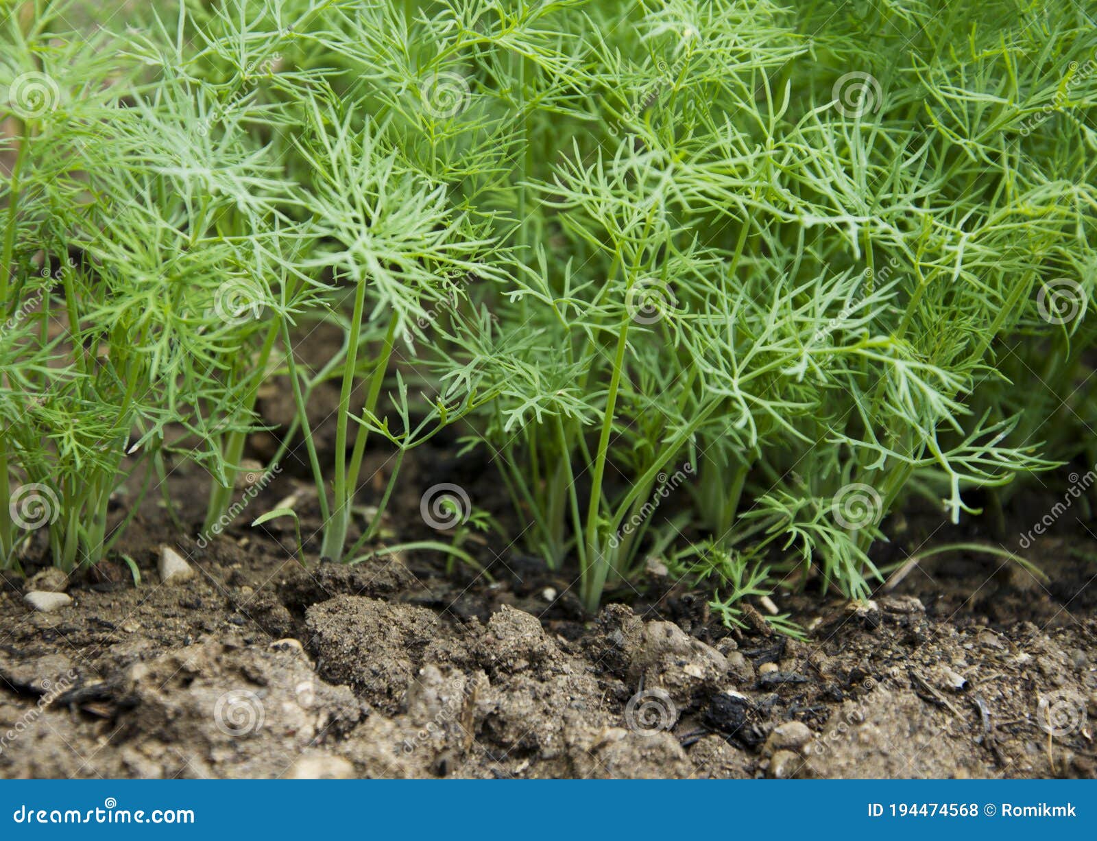 Dill Grows in the Garden in Spring Stock Photo - Image of vitamins ...
