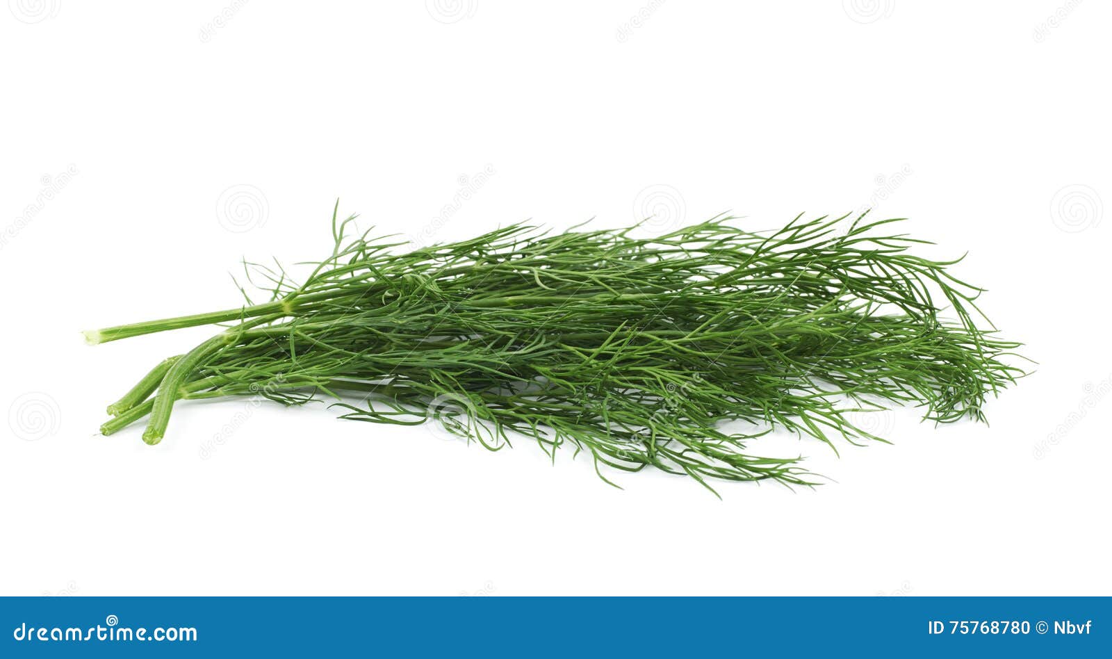 Dill herb isolated stock photo. Image of fresh, dill - 75768780