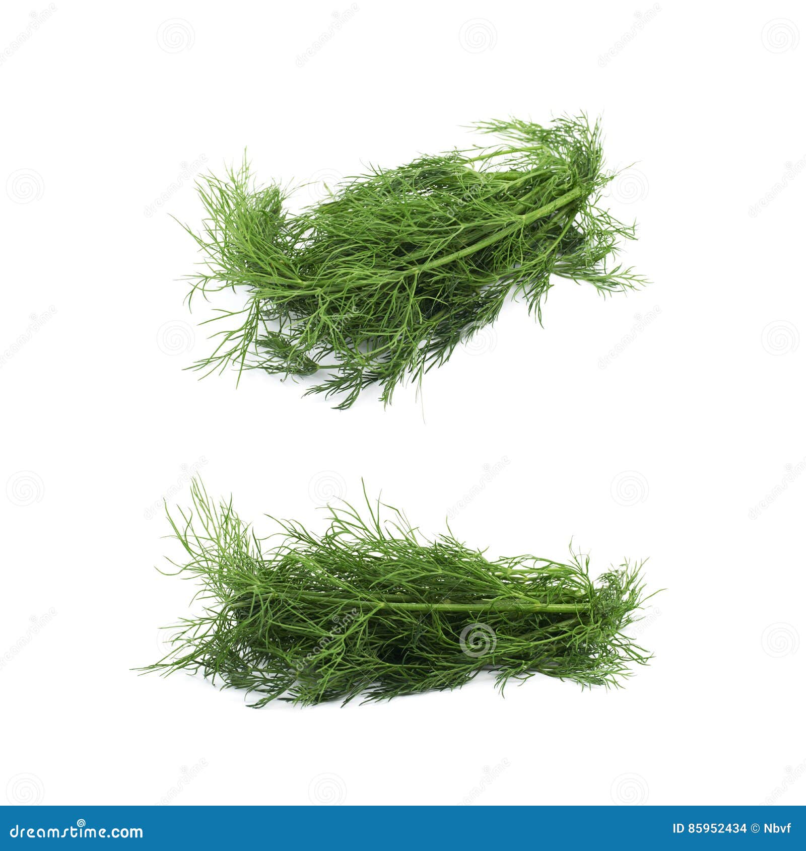 Dill herb isolated stock photo. Image of eating, dill - 85952434