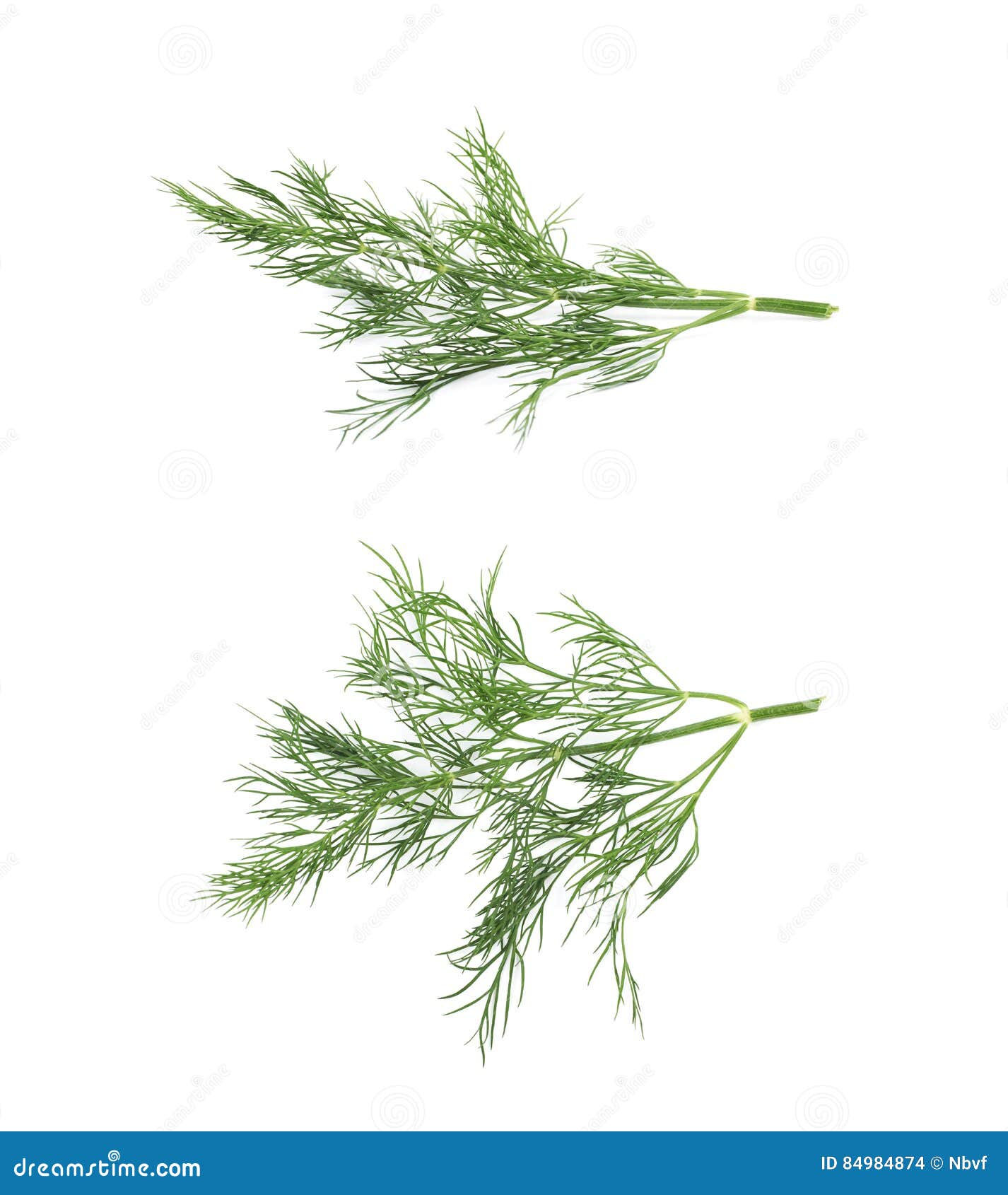 Dill herb isolated stock photo. Image of freshness, flavor - 84984874