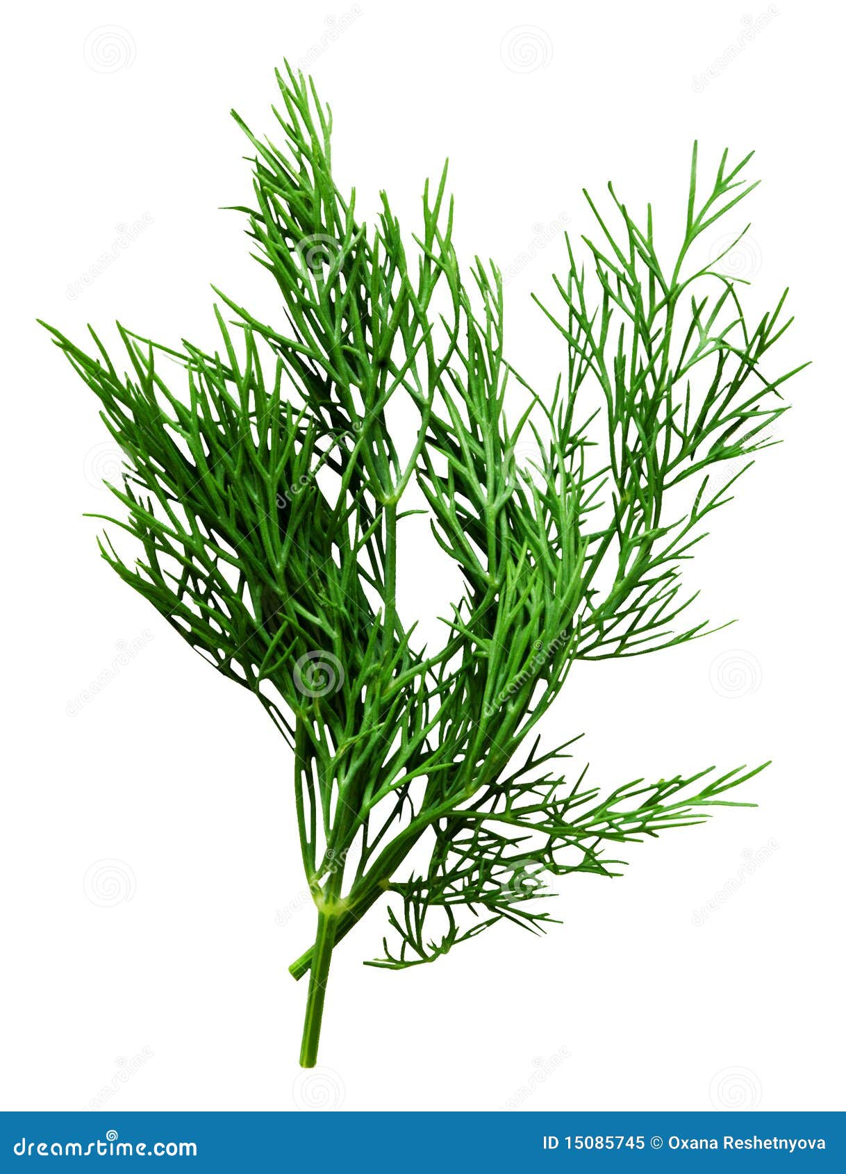 Dill Herb Isolated on the White Stock Image - Image of background ...
