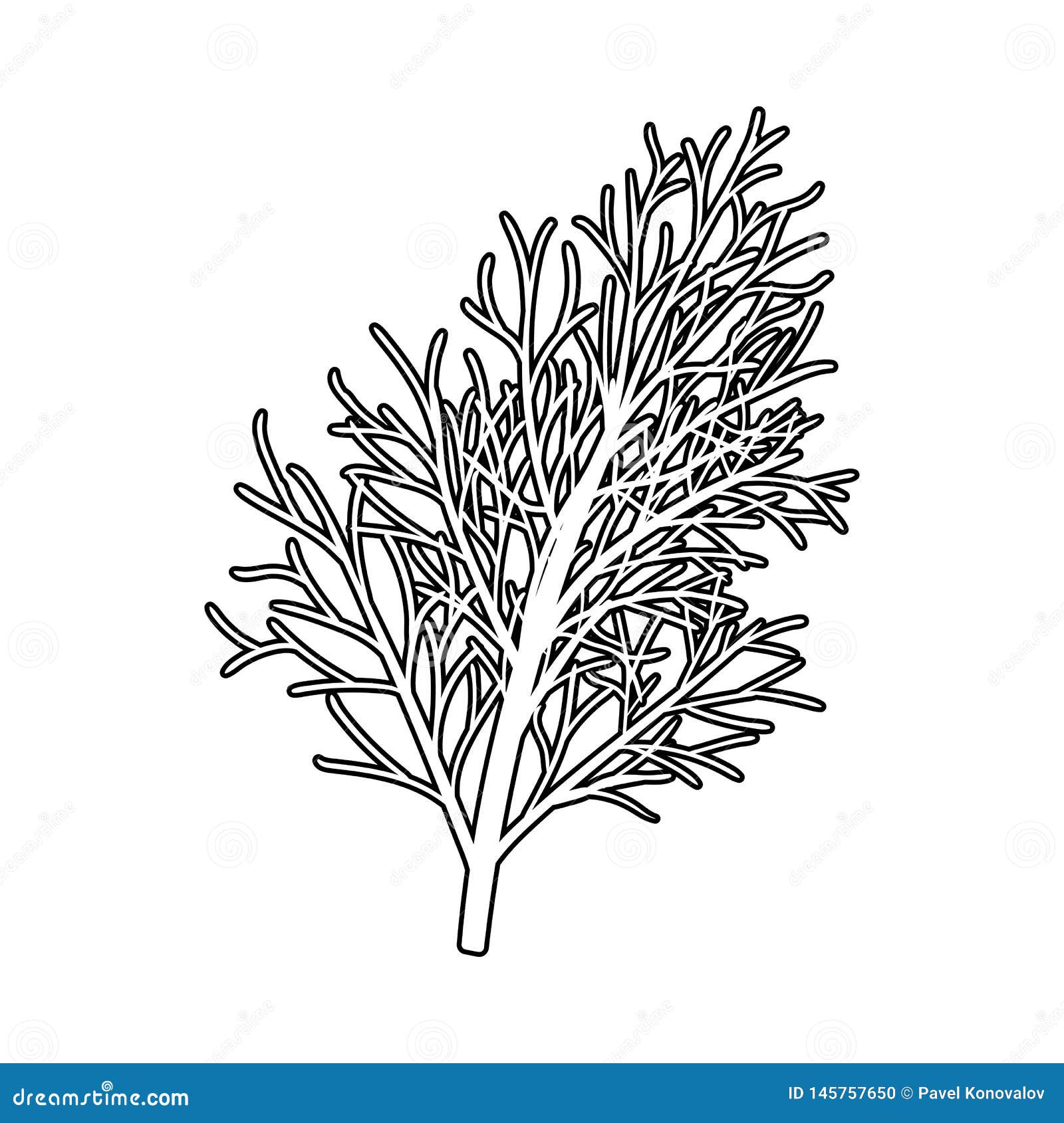 Dill Icon stock vector. Illustration of flavoring, dill - 145757650