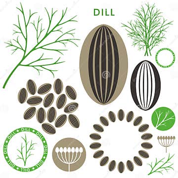 Dill stock vector. Illustration of roaring25, bunch, herbal - 43055767