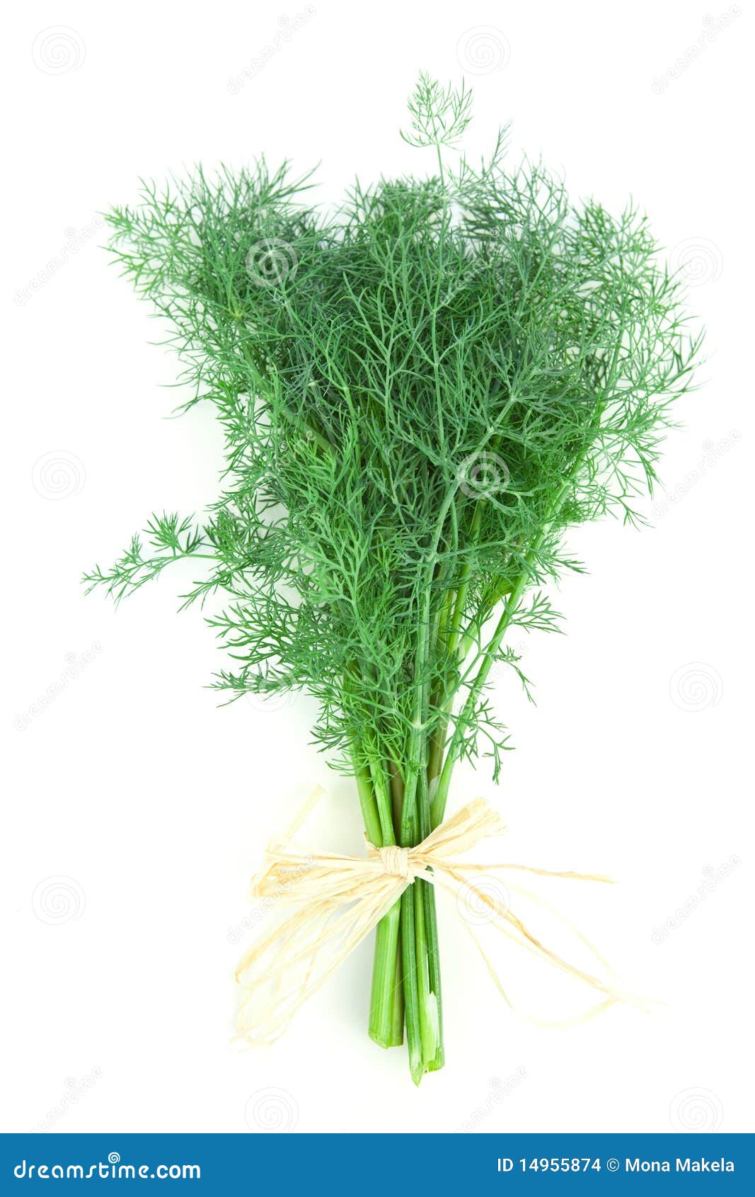 Dill isolated on white stock photo. Image of leaves, food - 14955874