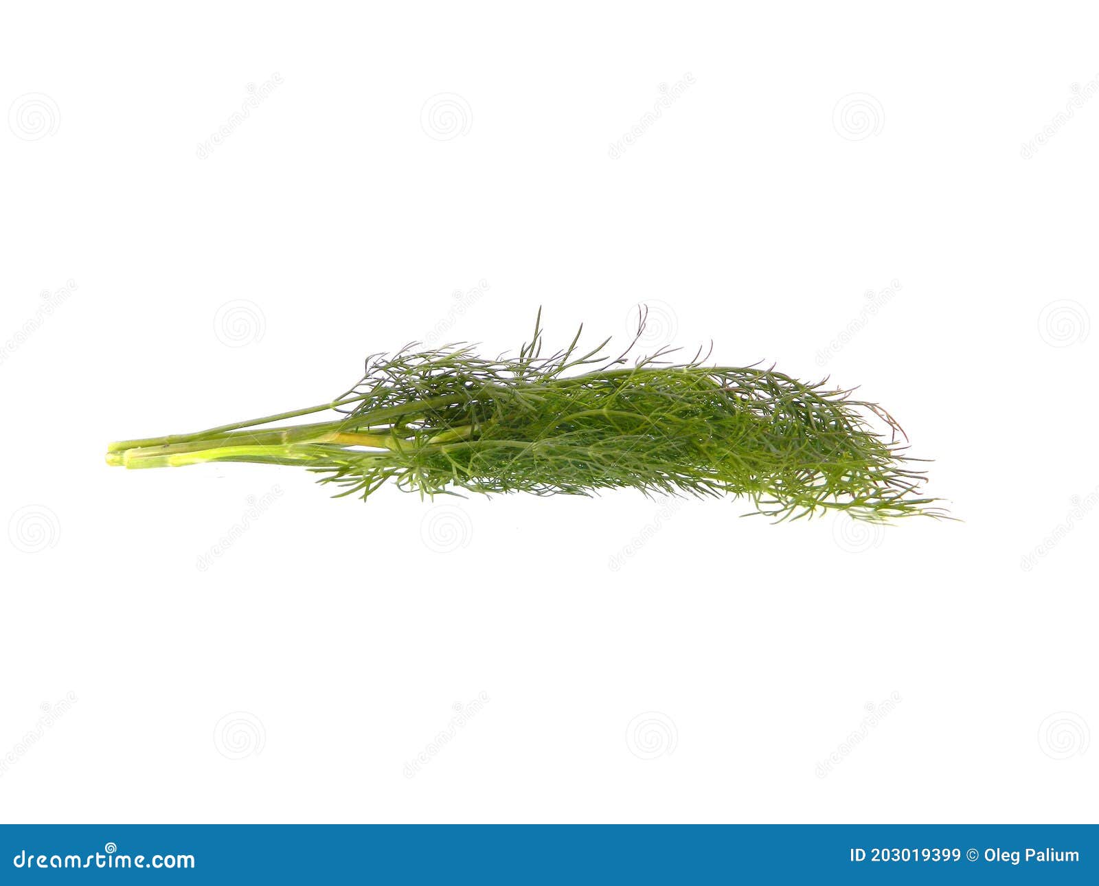 Dill Isolated on White Background Stock Image - Image of closeup ...