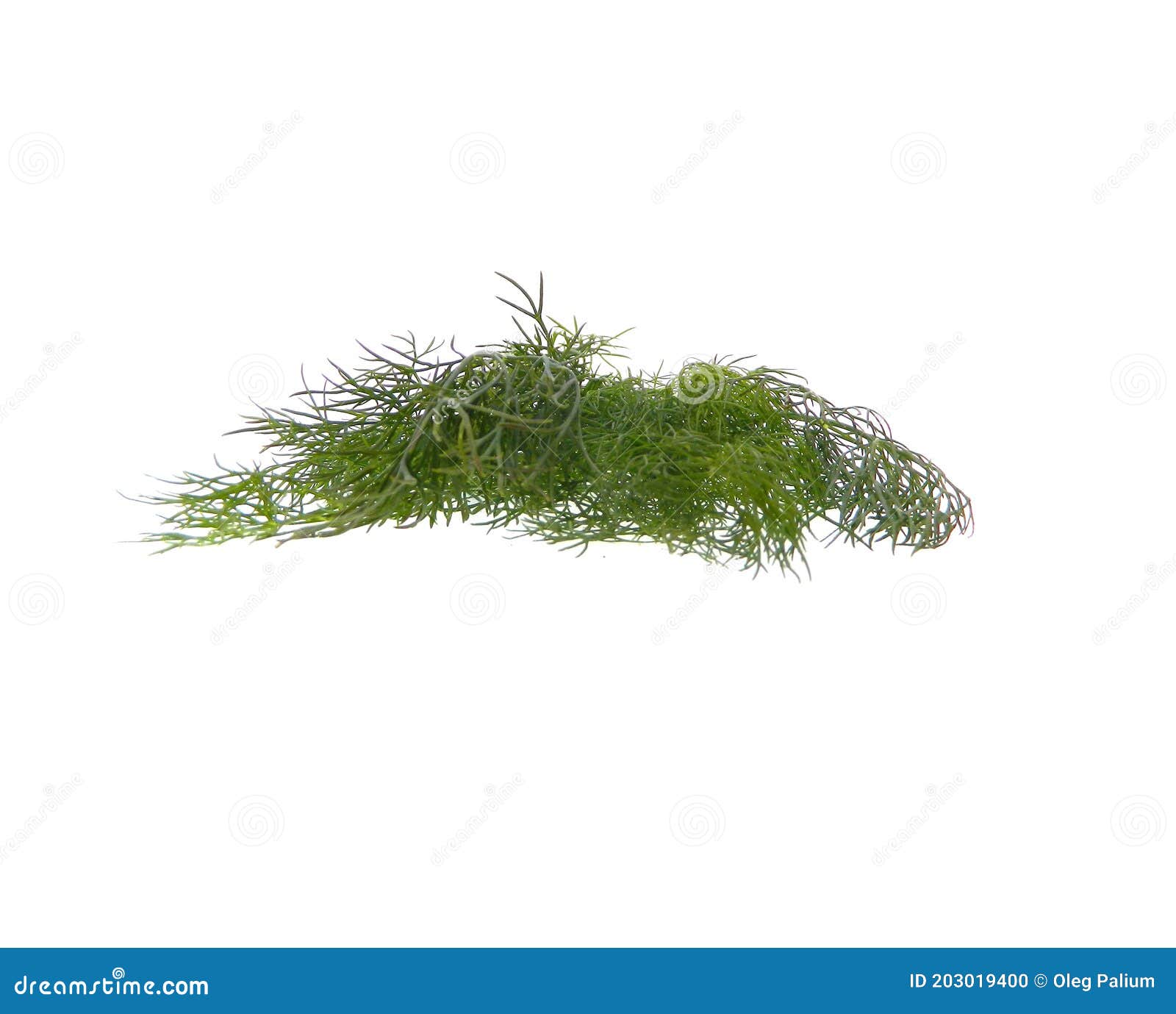Dill Isolated on White Background Stock Photo - Image of flavor, flower ...