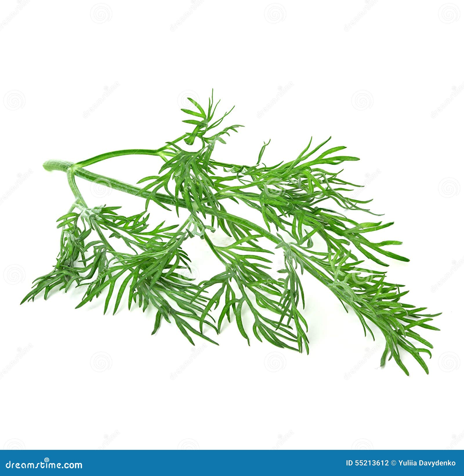 Dill isolated on white stock photo. Image of fresh, cook - 55213612