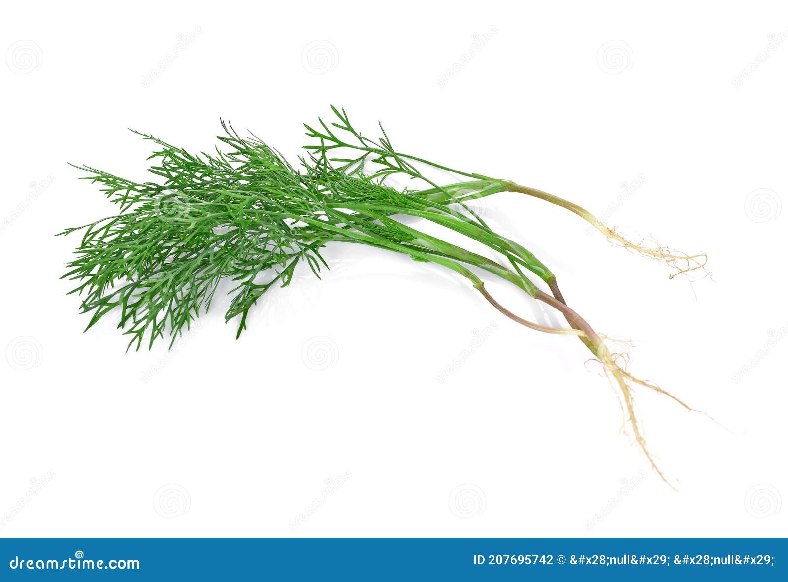 Dill Isolated on White Background. Stock Photo - Image of single, macro ...