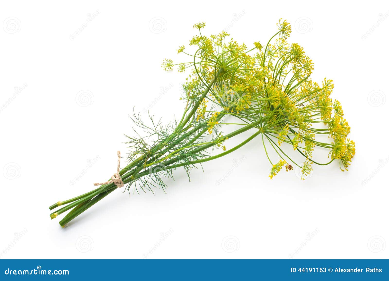 Dill isolated on white stock image. Image of blossom - 44191163