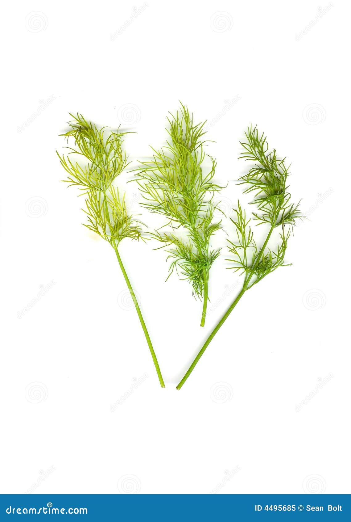 Dill Leaves isolated stock image. Image of close, herbal - 4495685