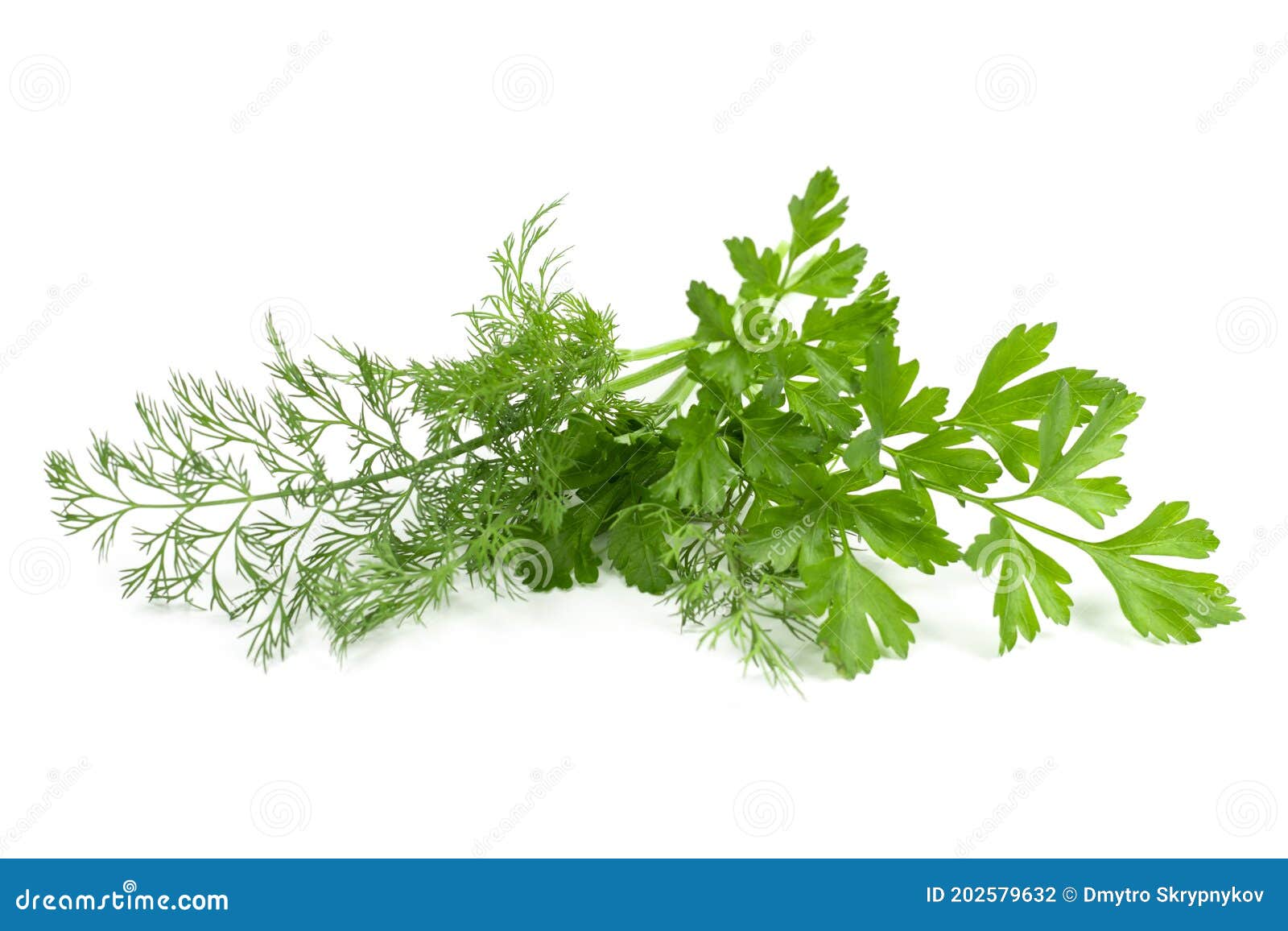 Dill Parsley To Spices Bunch Isolated on White Background Stock Photo ...