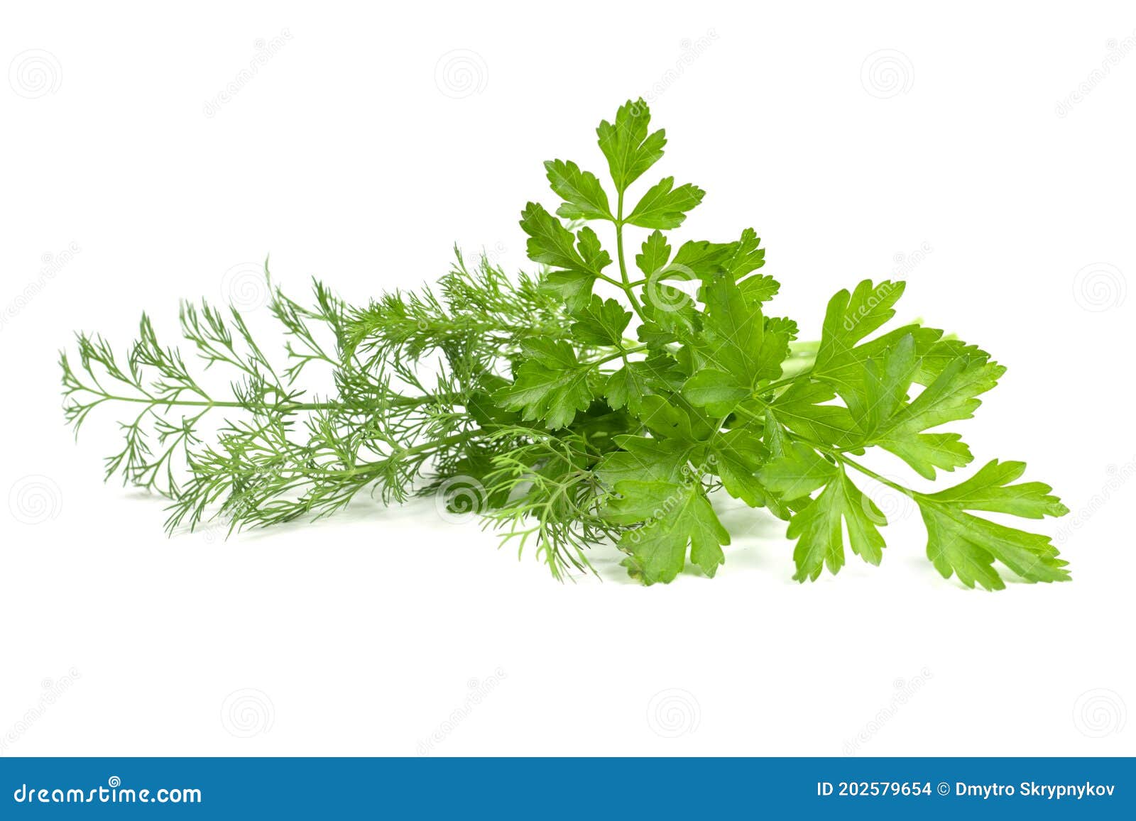 Dill Parsley To Spices Bunch Isolated on White Background Stock Photo ...