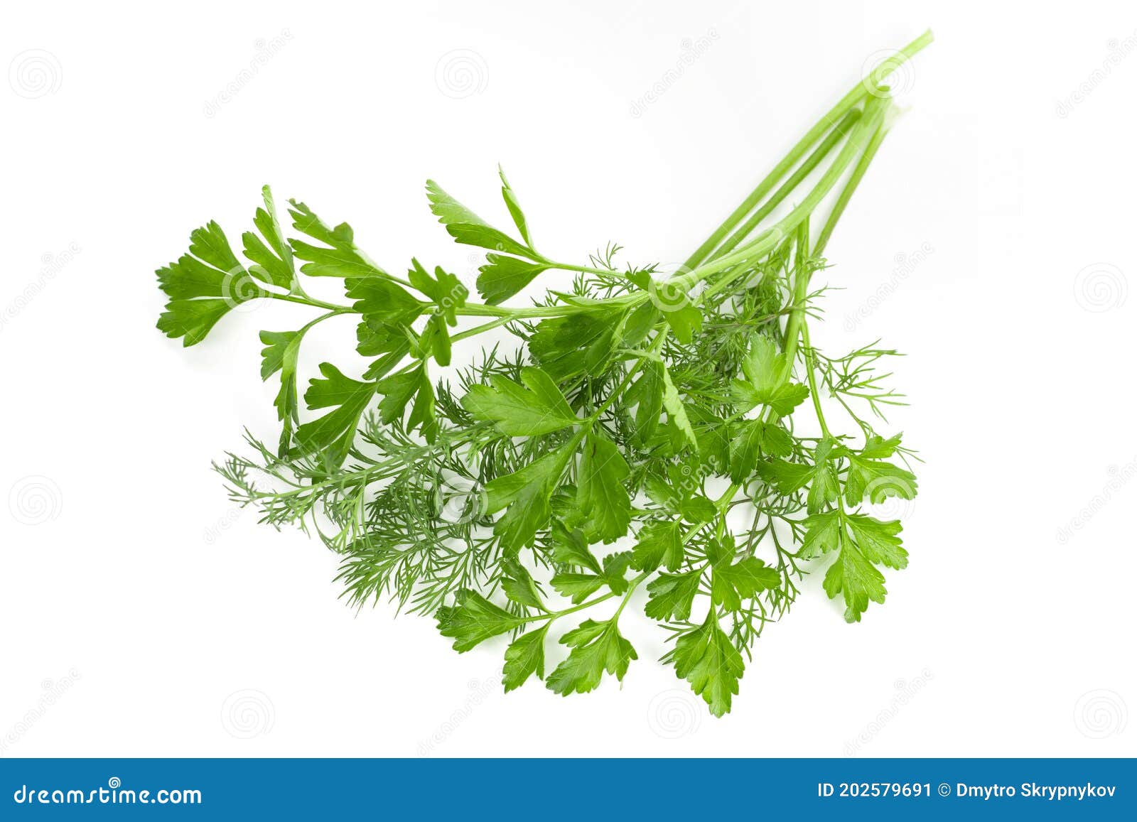 Dill Parsley To Spices Bunch Isolated on White Background Stock Image ...