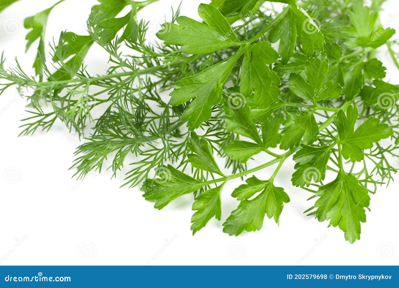 Dill Parsley To Spices Bunch Isolated on White Background Stock Photo ...