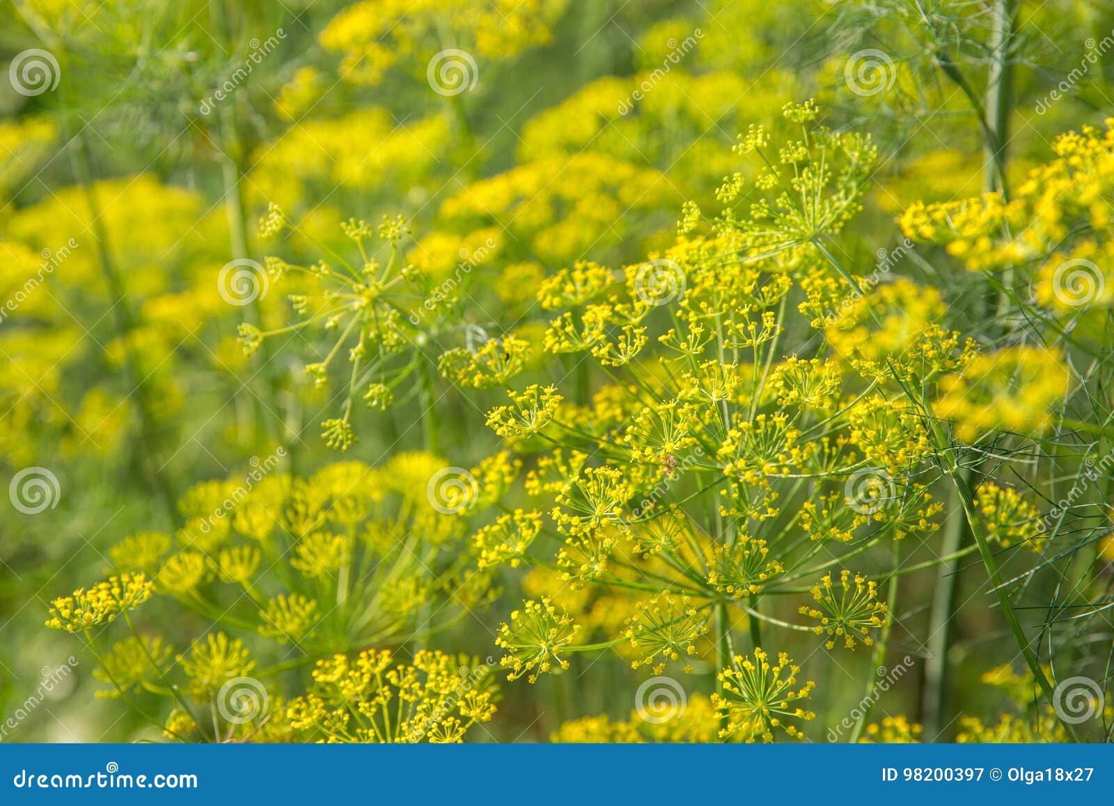 Dill Plant and Flower As Agricultural Background Stock Image - Image of ...
