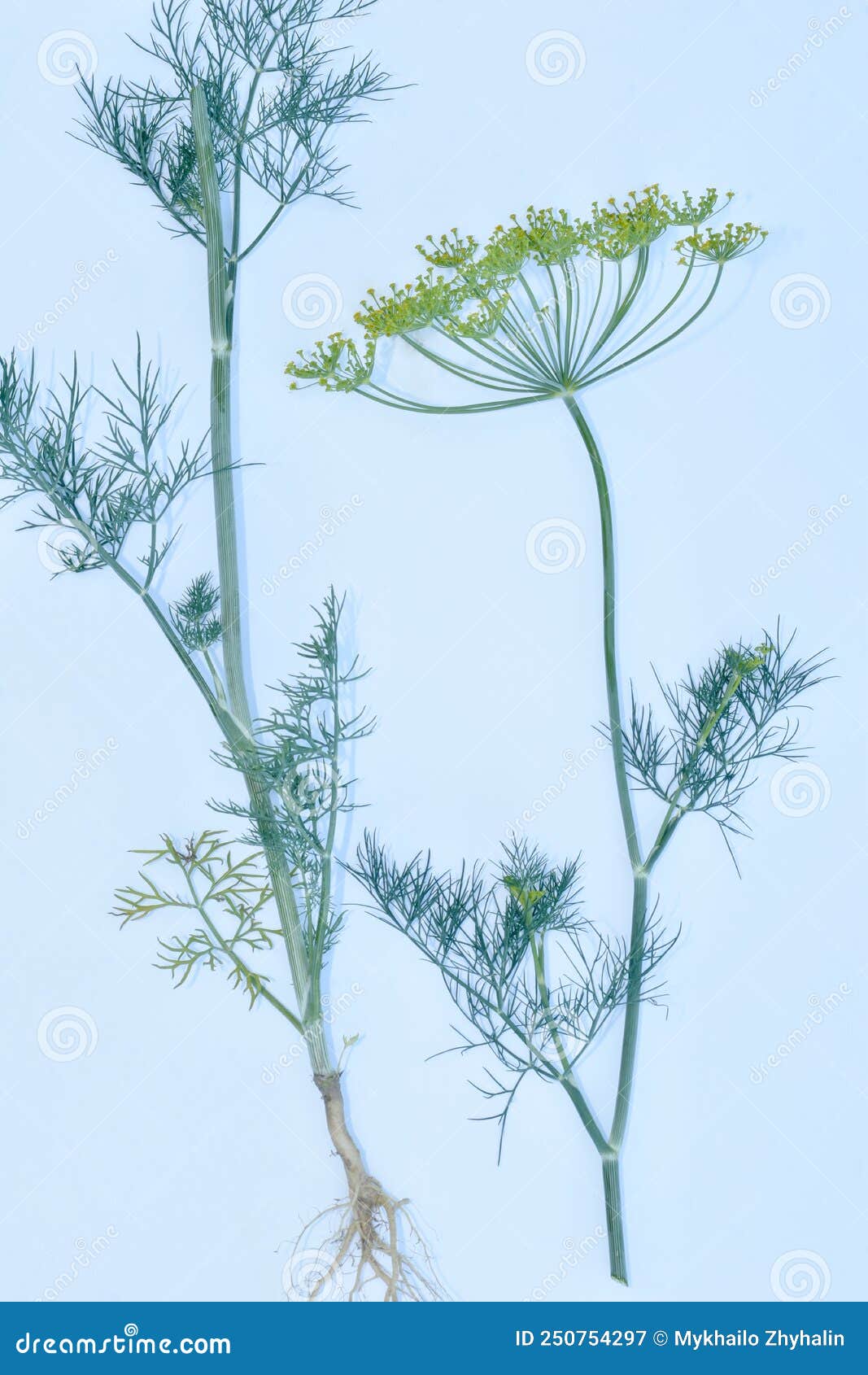 Dill Plant, Its Inflorescence, Stem and Root System Stock Image - Image ...