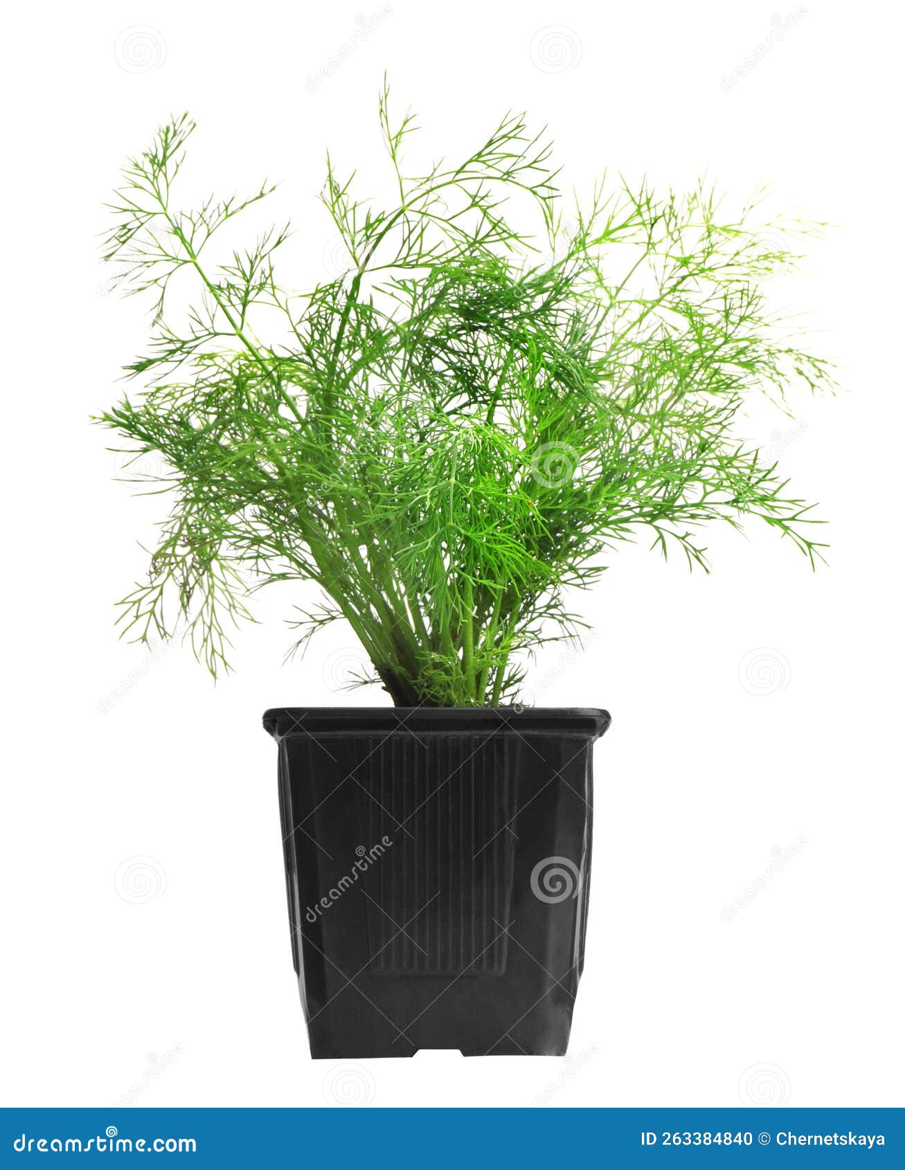 Dill Plant in Pot Isolated on White Stock Photo - Image of natural ...