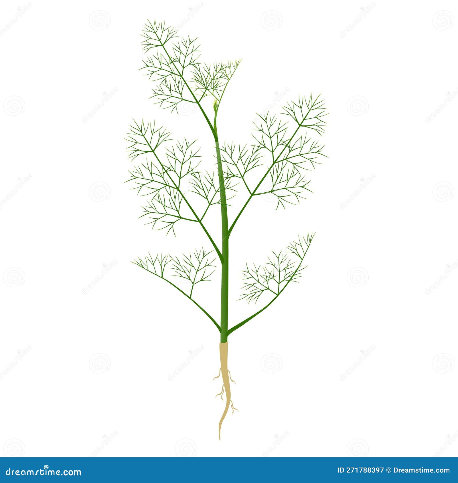 Dill Plant Also Called Dill Weed. Vector Illustration Isolated On White ...