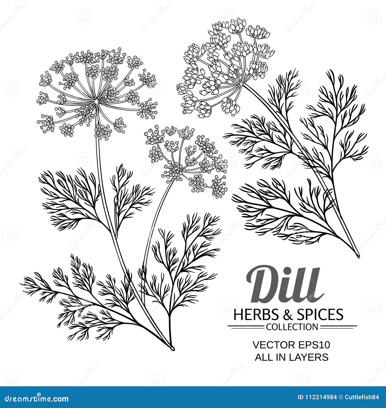 Dill Plant Also Called Dill Weed. Vector Illustration Isolated On White ...