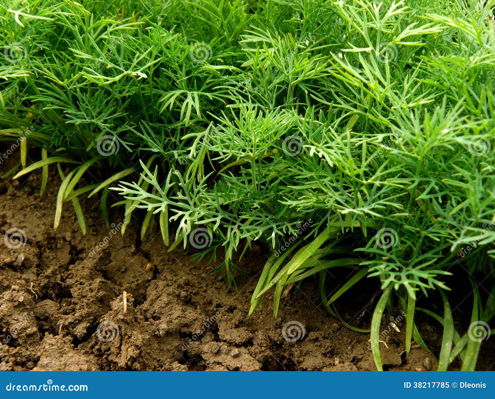 Dill plants stock image. Image of grass, leaves, nutrition - 38217785