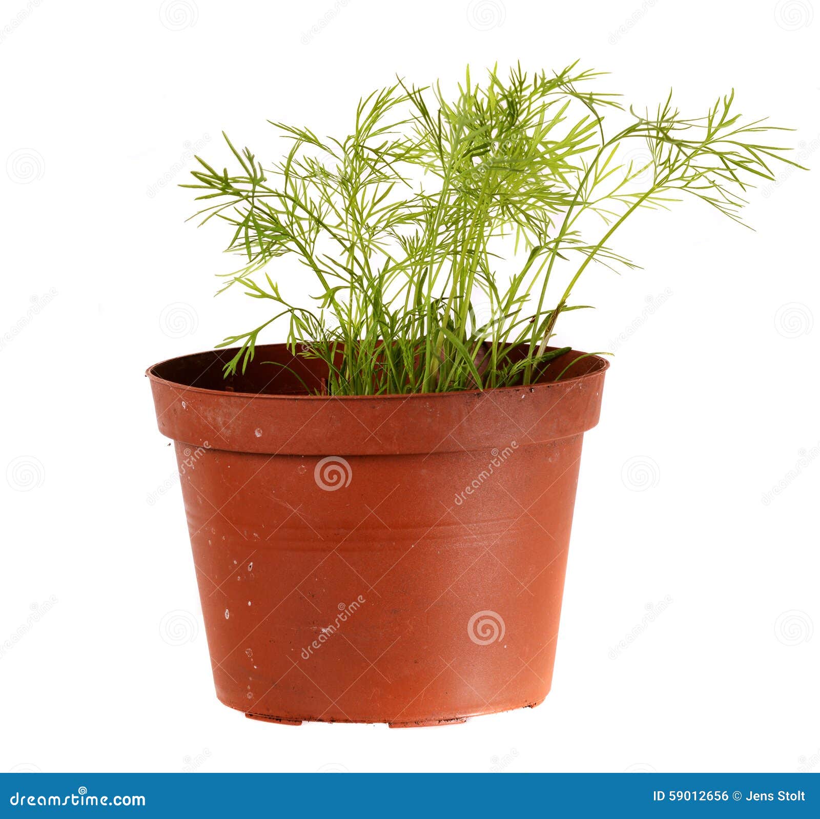 Dill in a Pot, Isolated on White Stock Photo - Image of lush, cooking ...