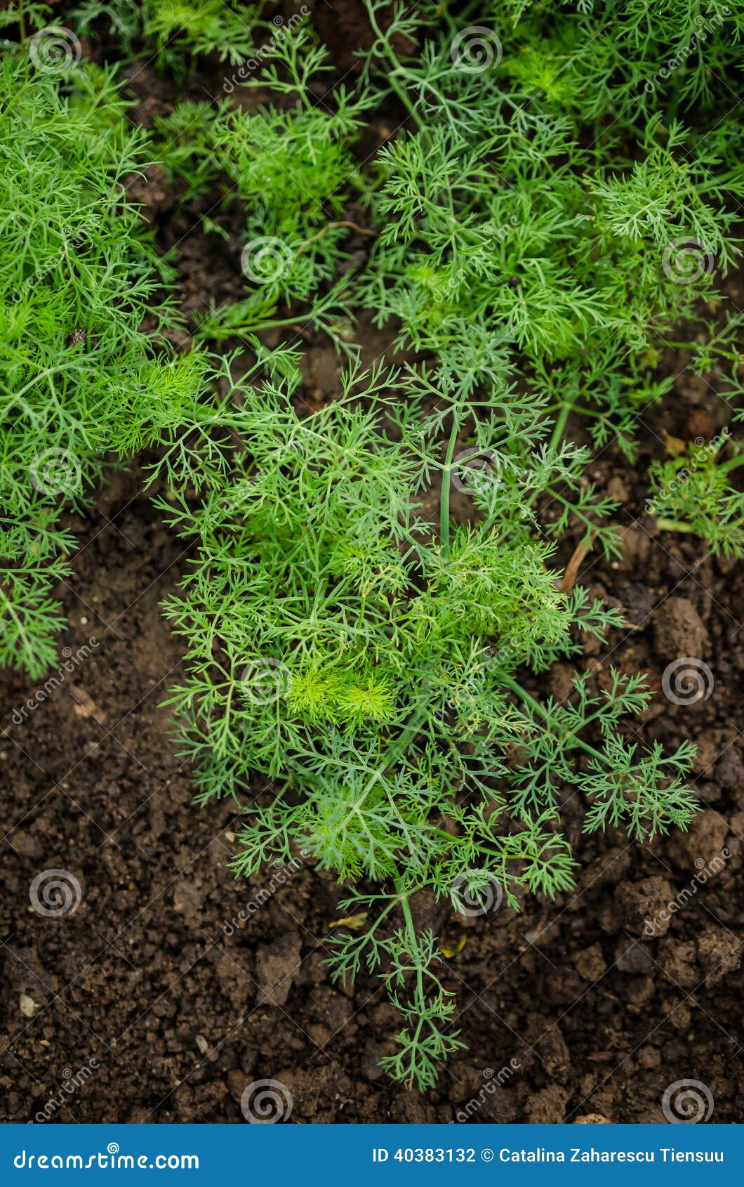 Dill seedlings stock photo. Image of vitamin, vegetarian - 40383132