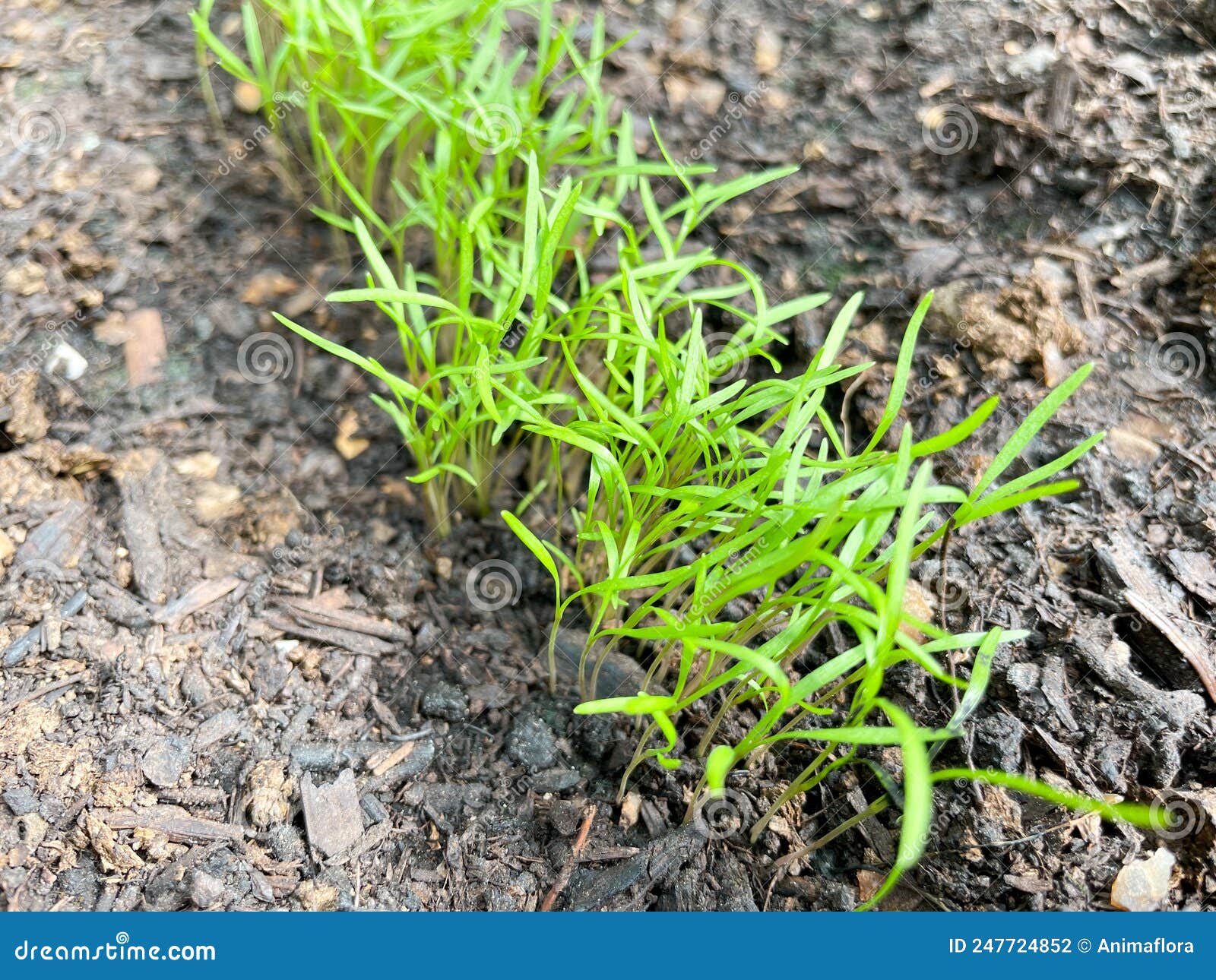 Dill Seedlings in the Greenhouse Stock Photo - Image of grass ...