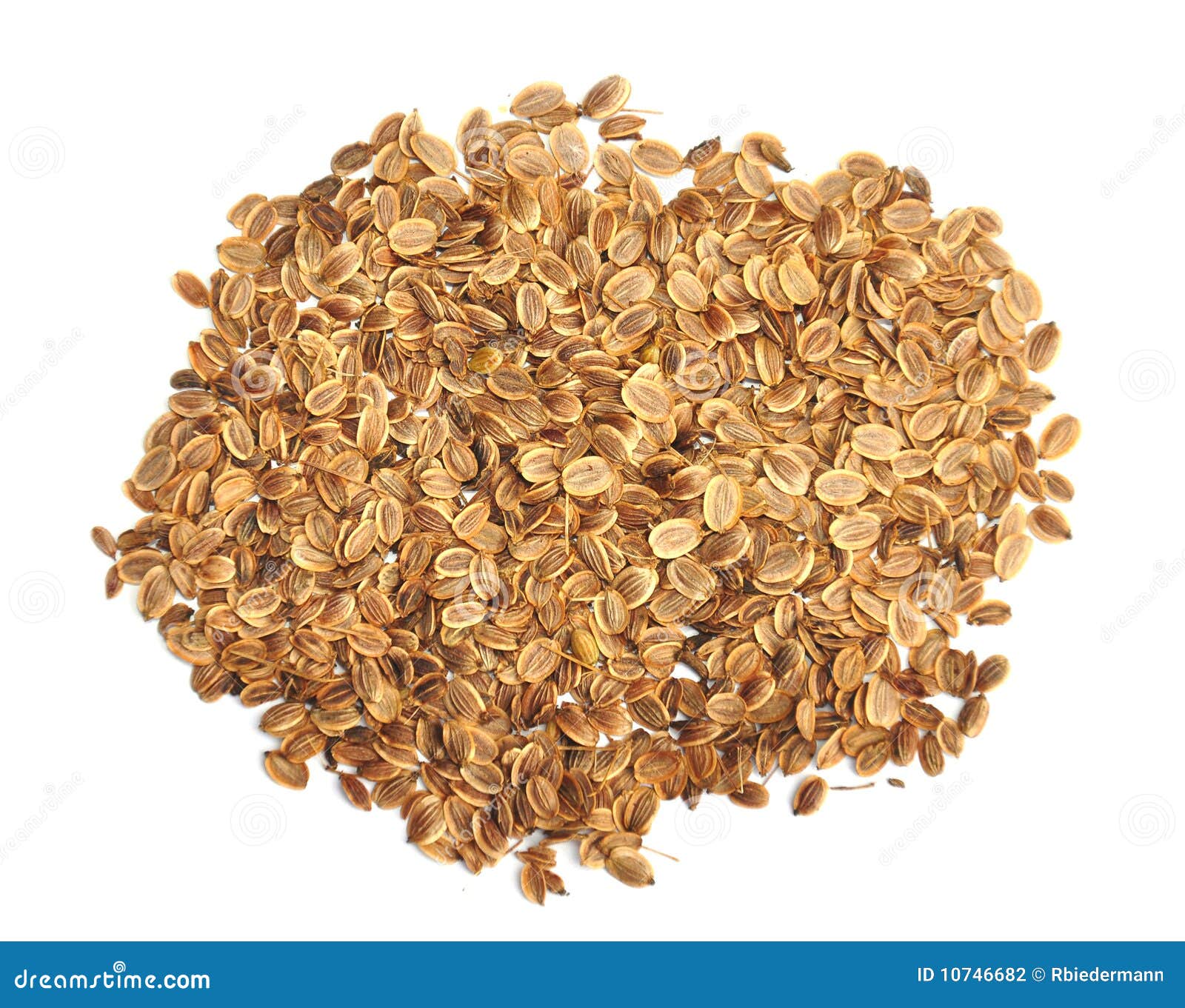 Dill seeds stock photo. Image of seeds, autumn, apiaceae - 10746682