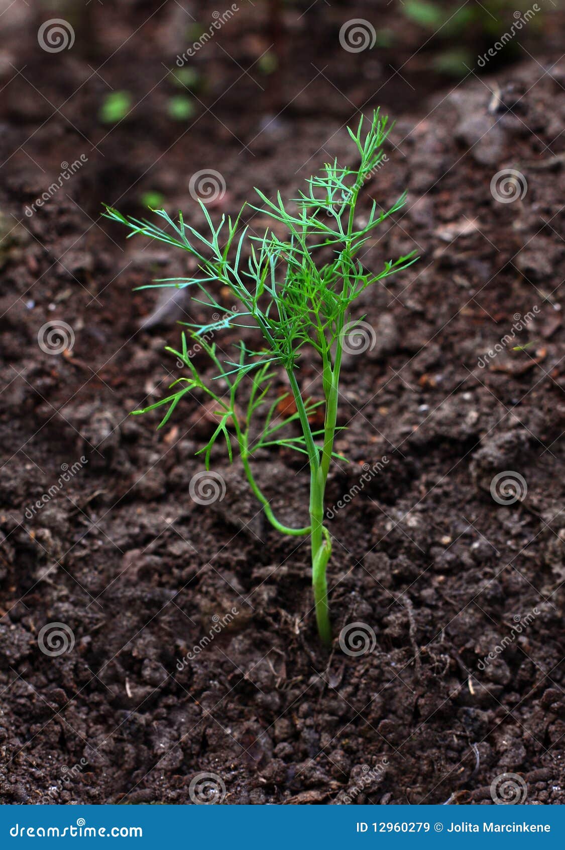 Dill Sprout Seedlings Emerging From A Planter Box Outdoors, With A Narrow View To The Leaves ...