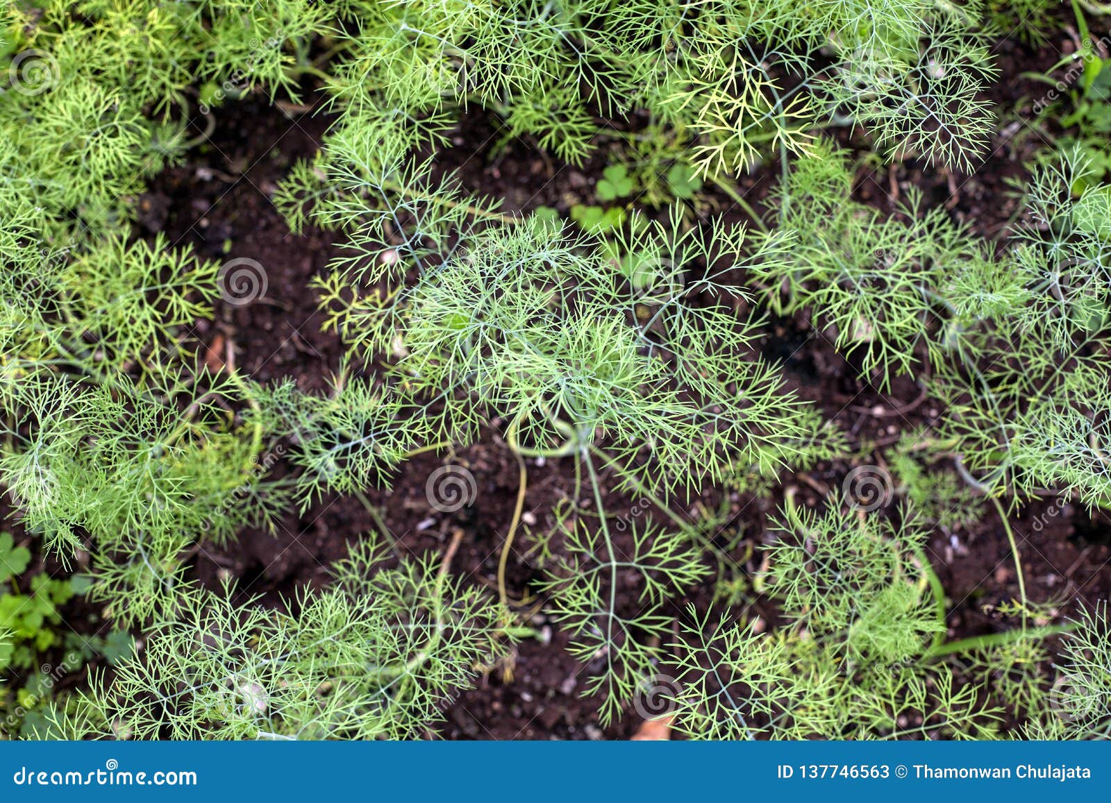 Dill trees stock image. Image of forest, food, growth - 137746563