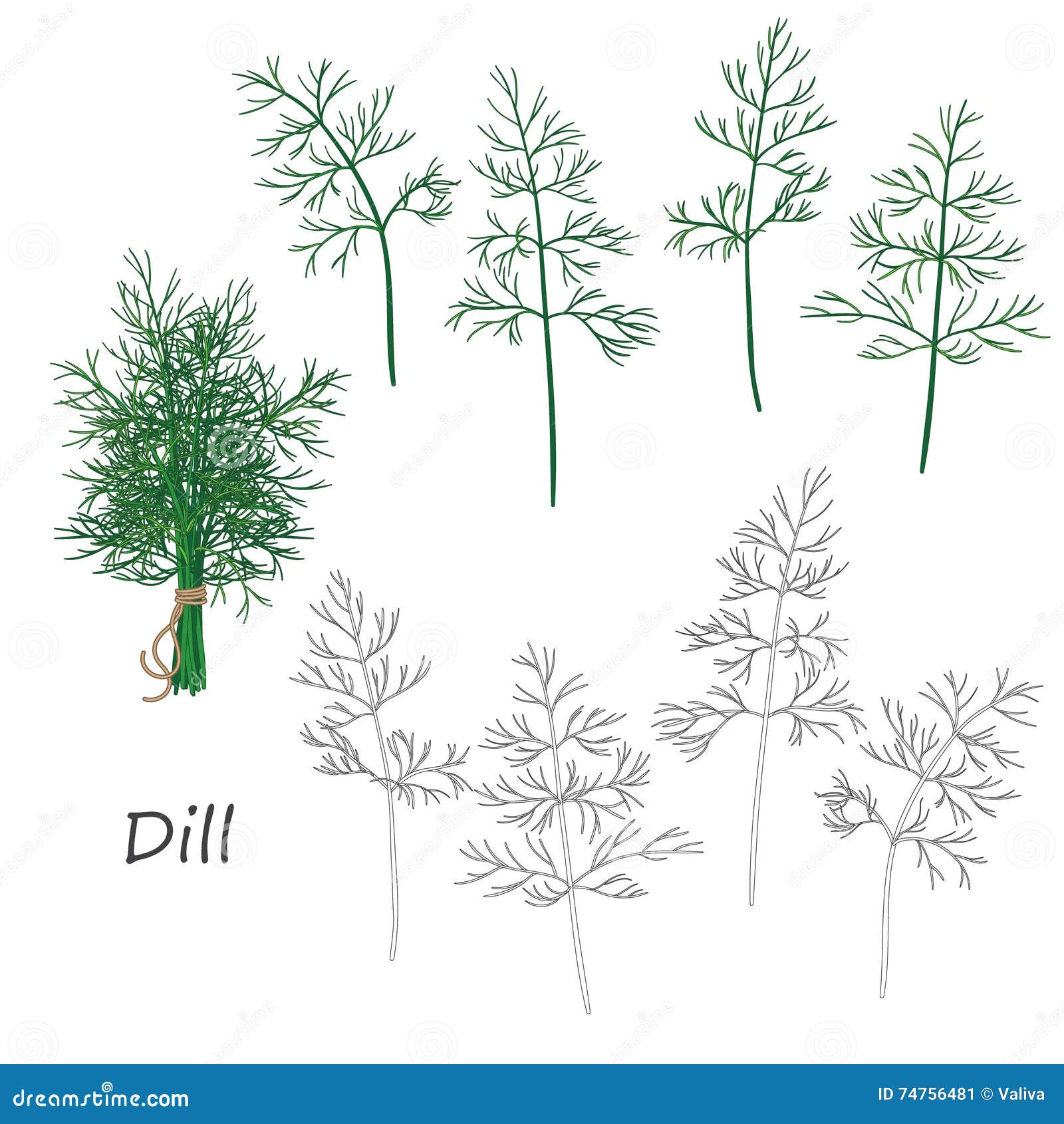 Dill Twigs Set stock vector. Illustration of black, leaf - 74756481