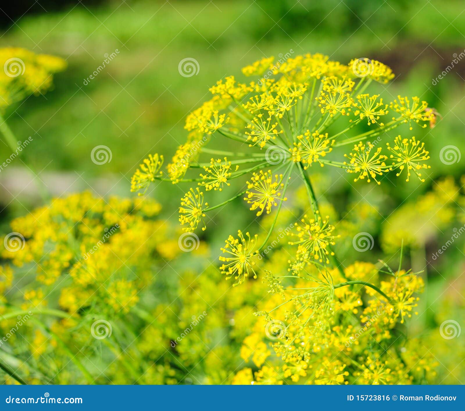 Dill umbel stock photo. Image of dill, closeup, inflorescence - 15723816