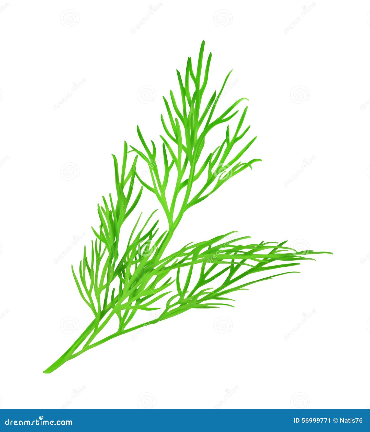 Dill Vector Illustration 56999771