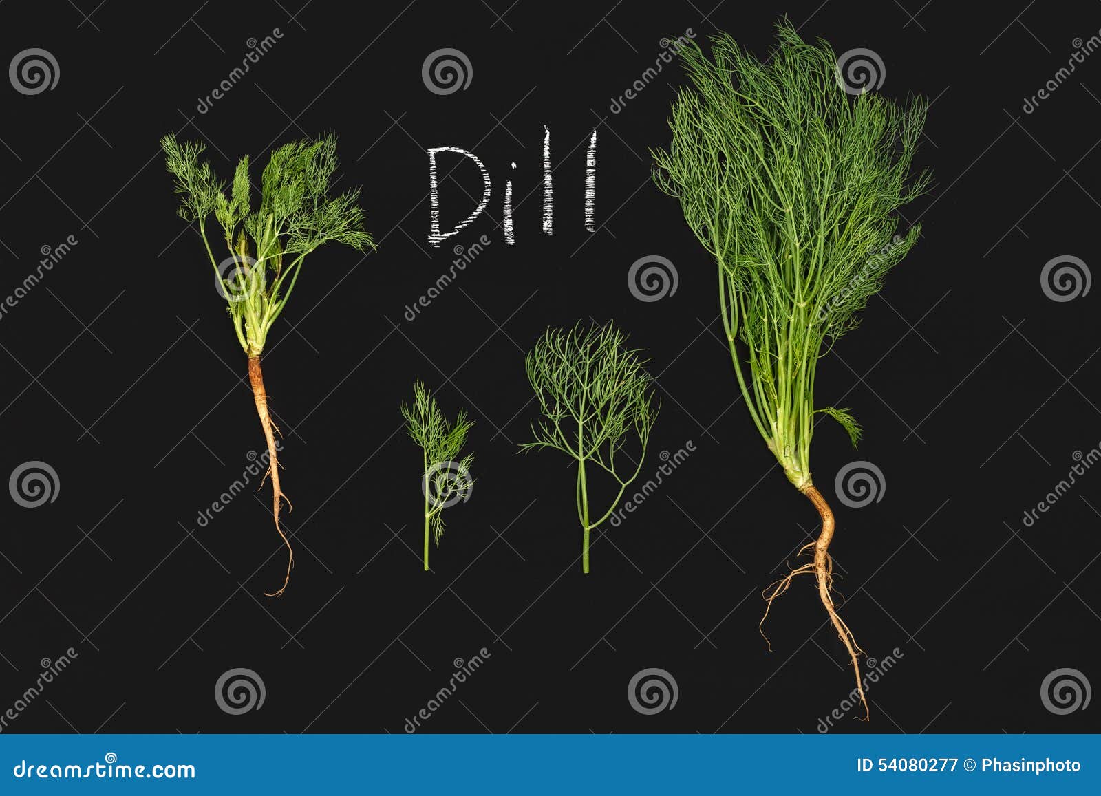 Dill Vegetable Ingredient Nature Green Blackboard Stock Image - Image ...